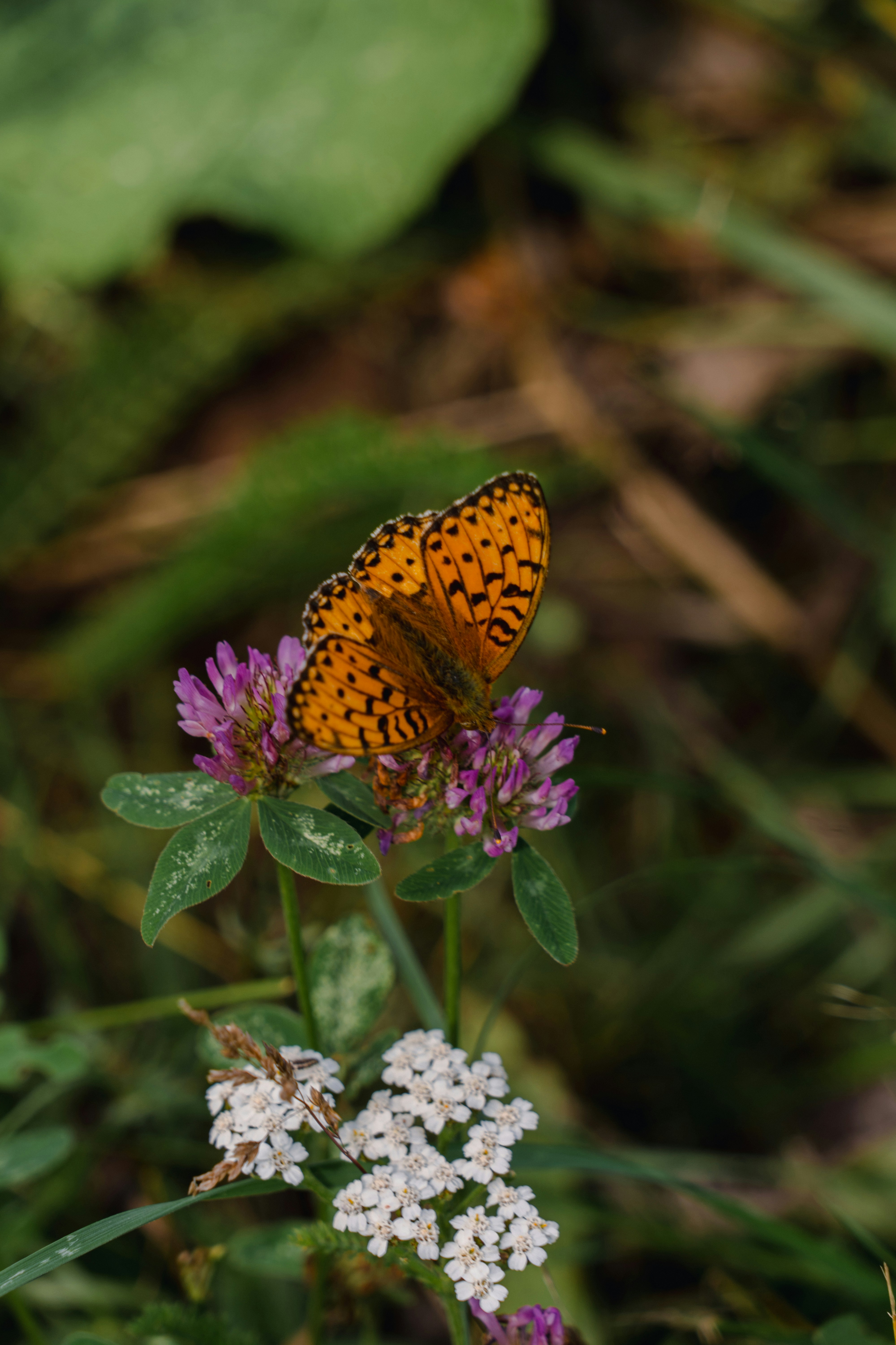 Amber Wing on Purple Nectar: a Meadow Moment