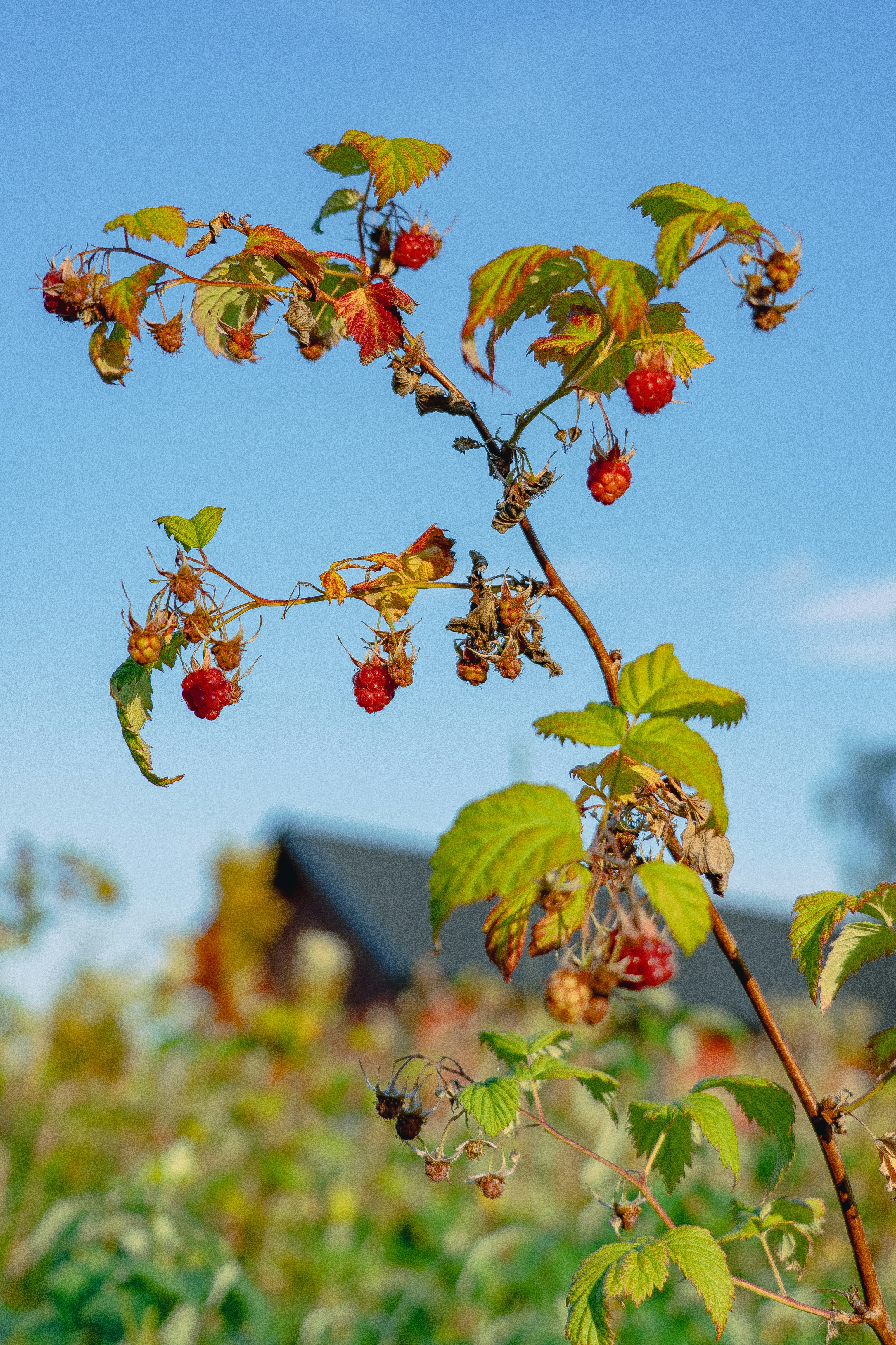 Photo by Melina Dominic Streit with Sony Alpha 7 III