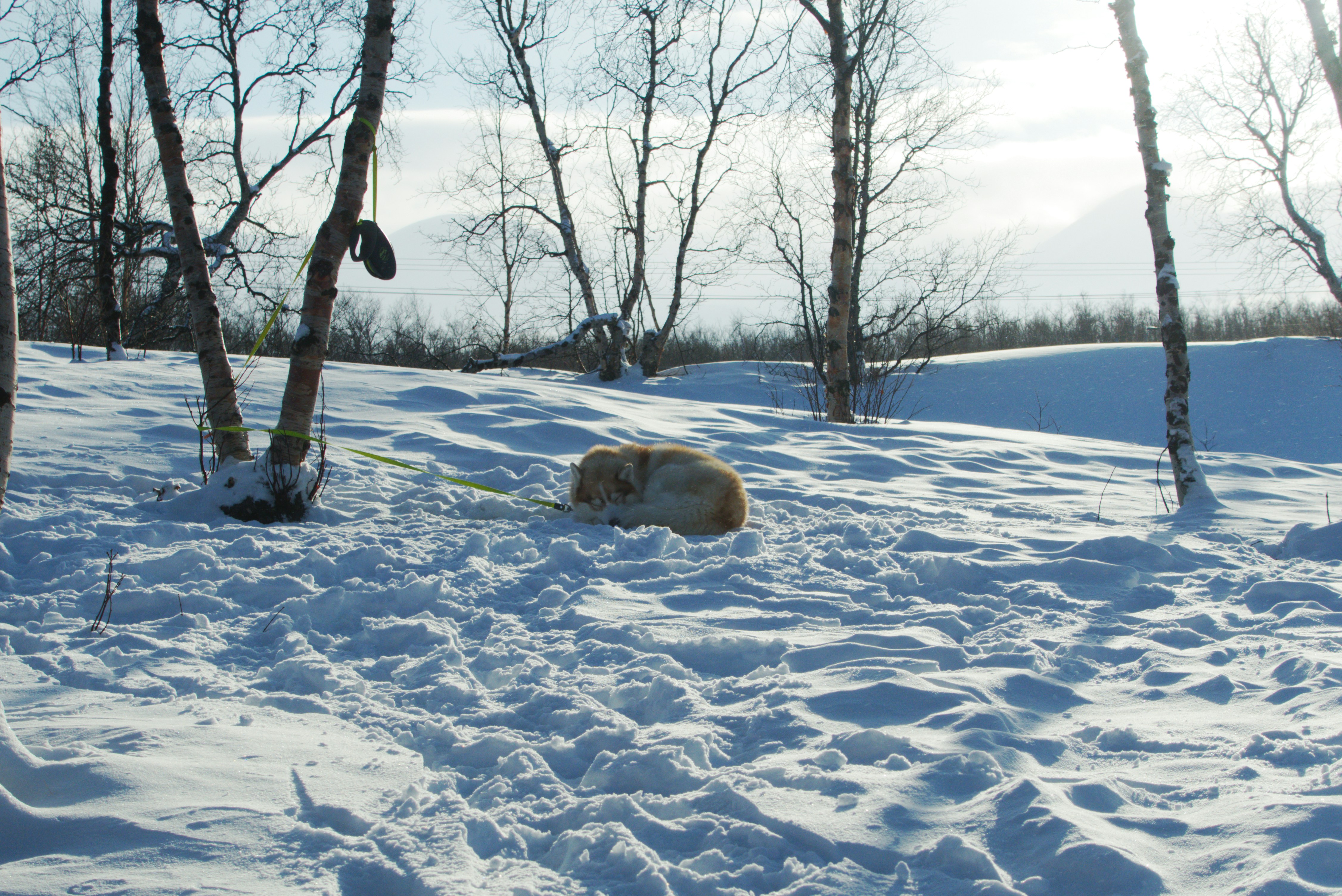A sleepy goodboi sitting in the snow, warming up under the sun.