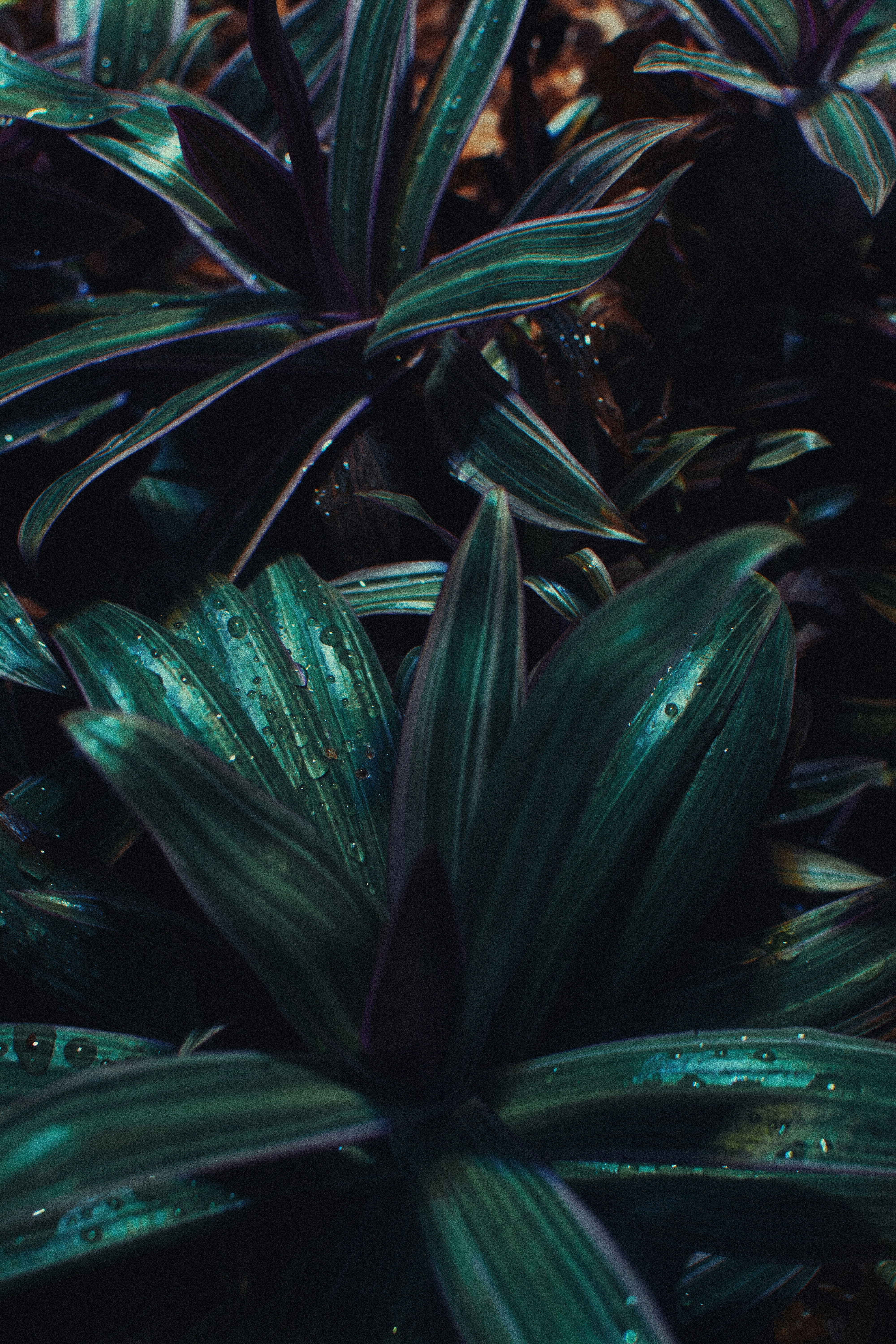 Dark, glossy leaves covered in droplets, with deep natural textures and moody lighting.