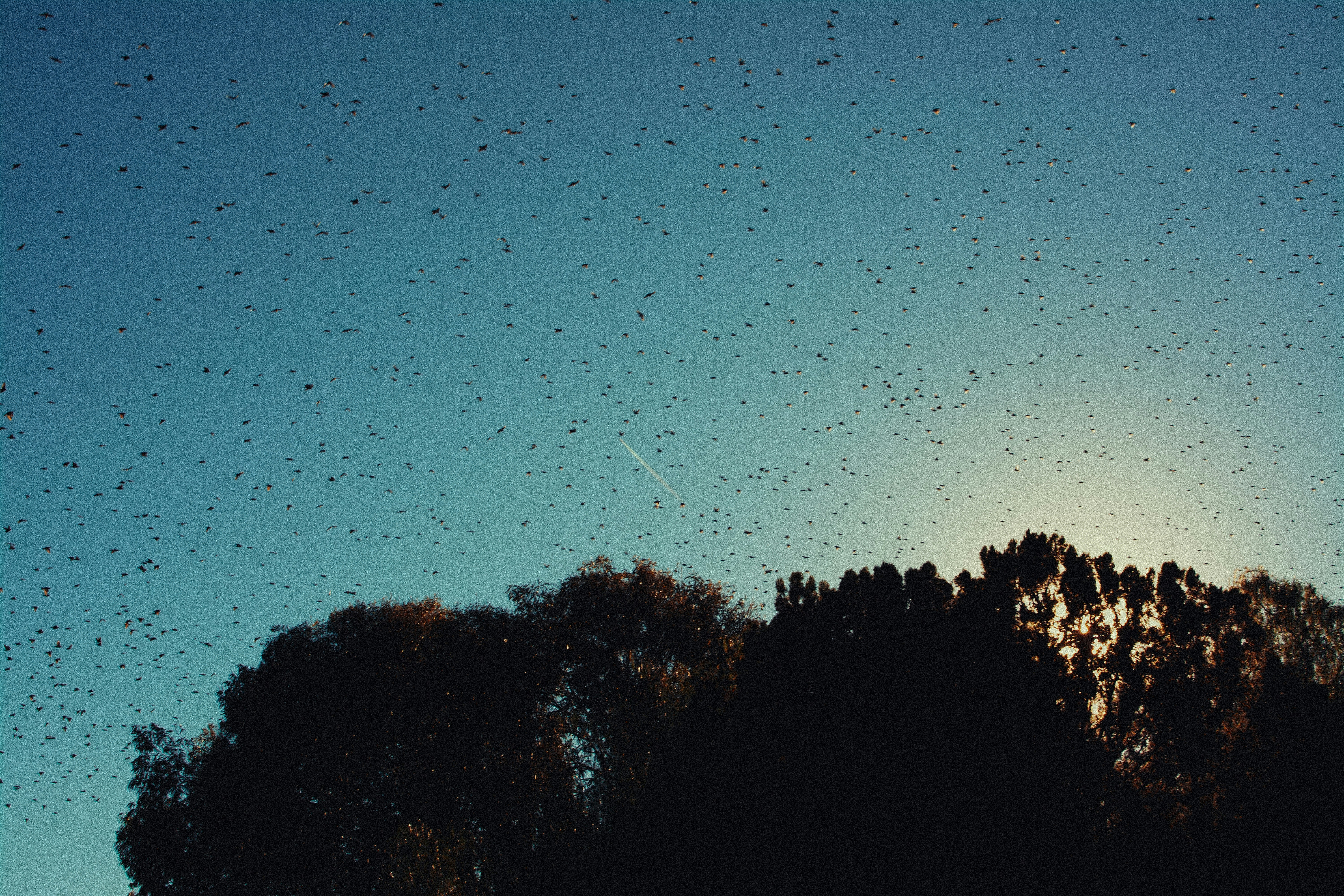 Twilight Swarm Over the Pines