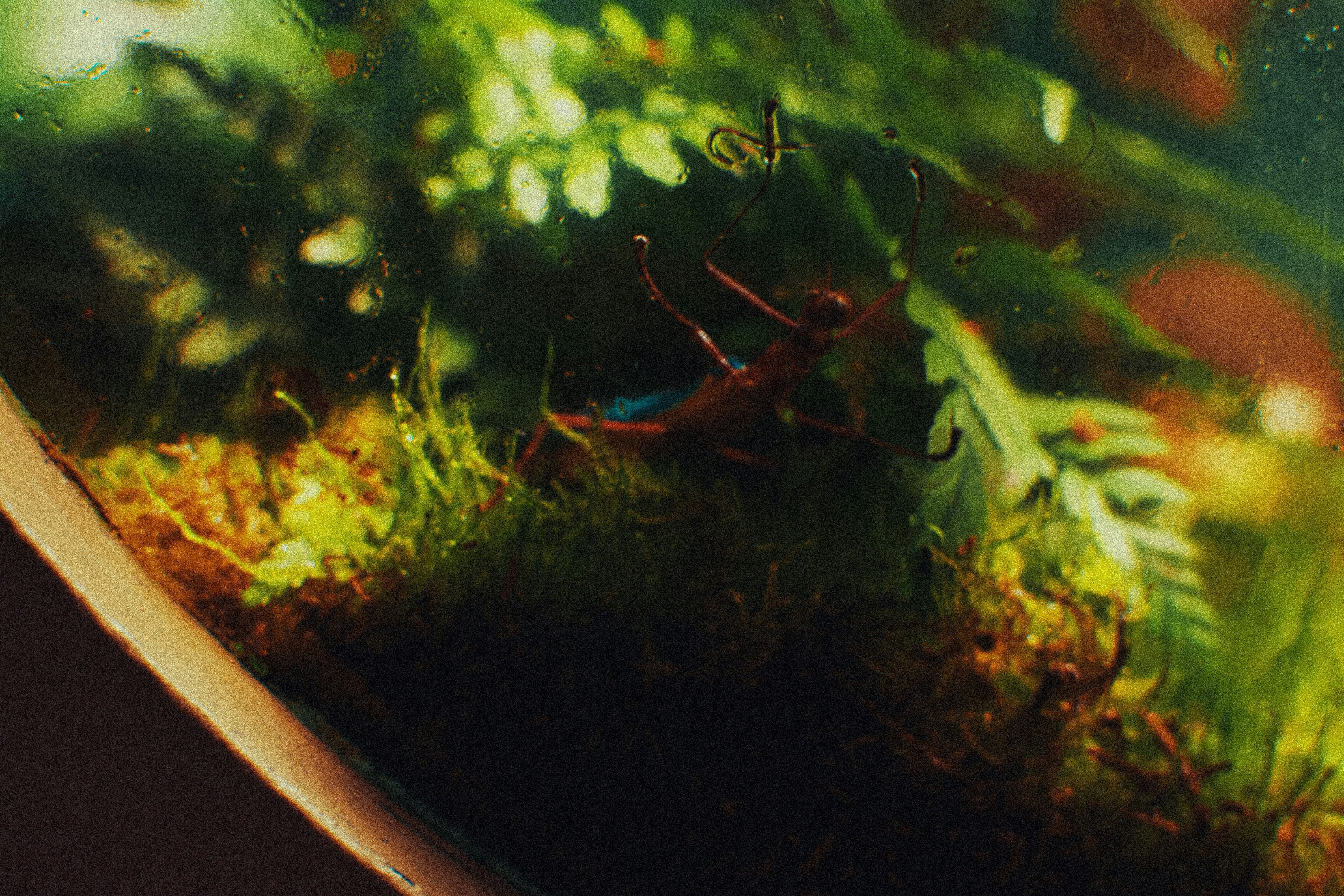 An insect inside a humid terrarium, seen through a glass surface dotted with condensation.