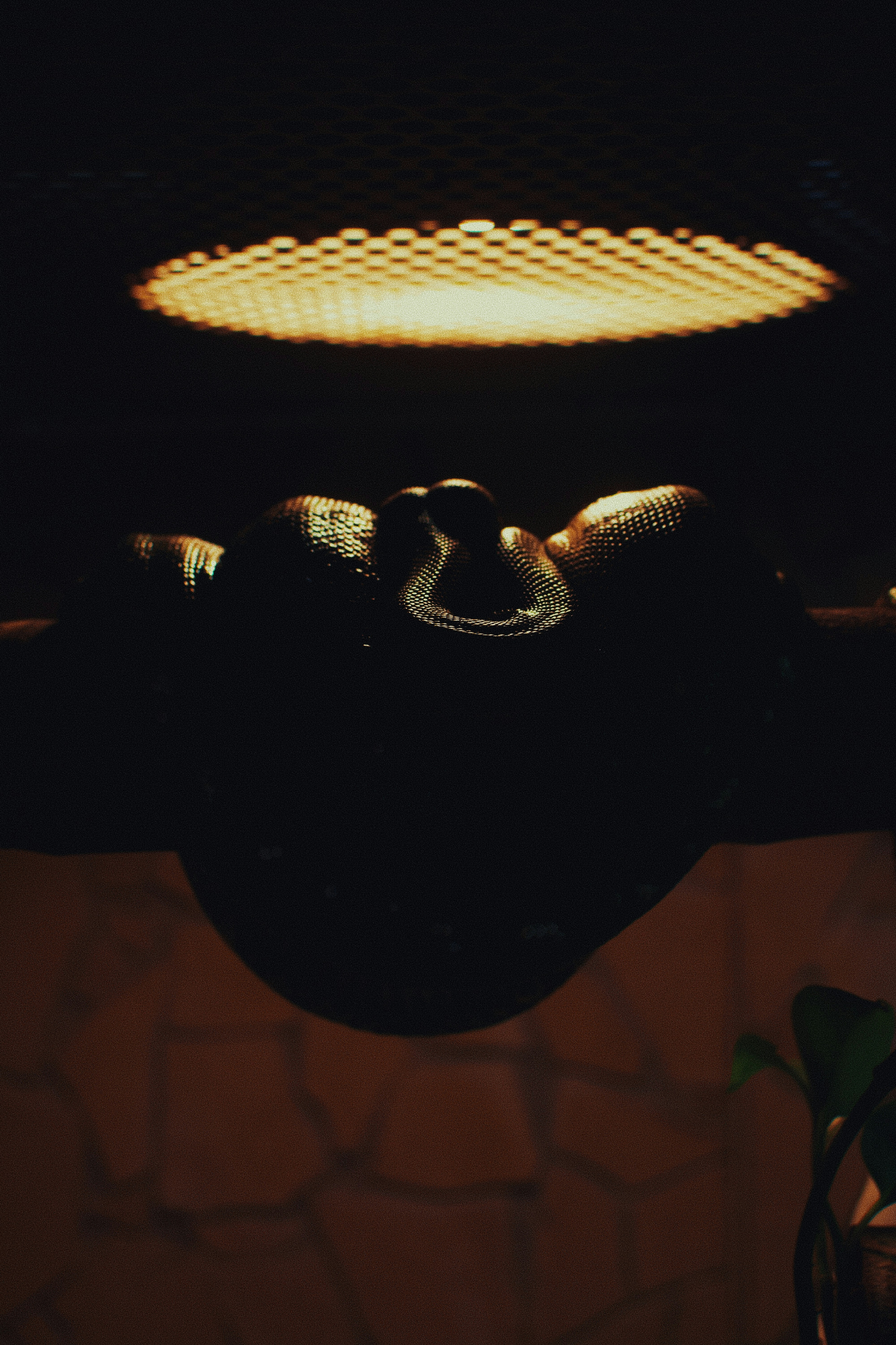 A snake coiled around a branch, illuminated dramatically by a warm overhead lamp.