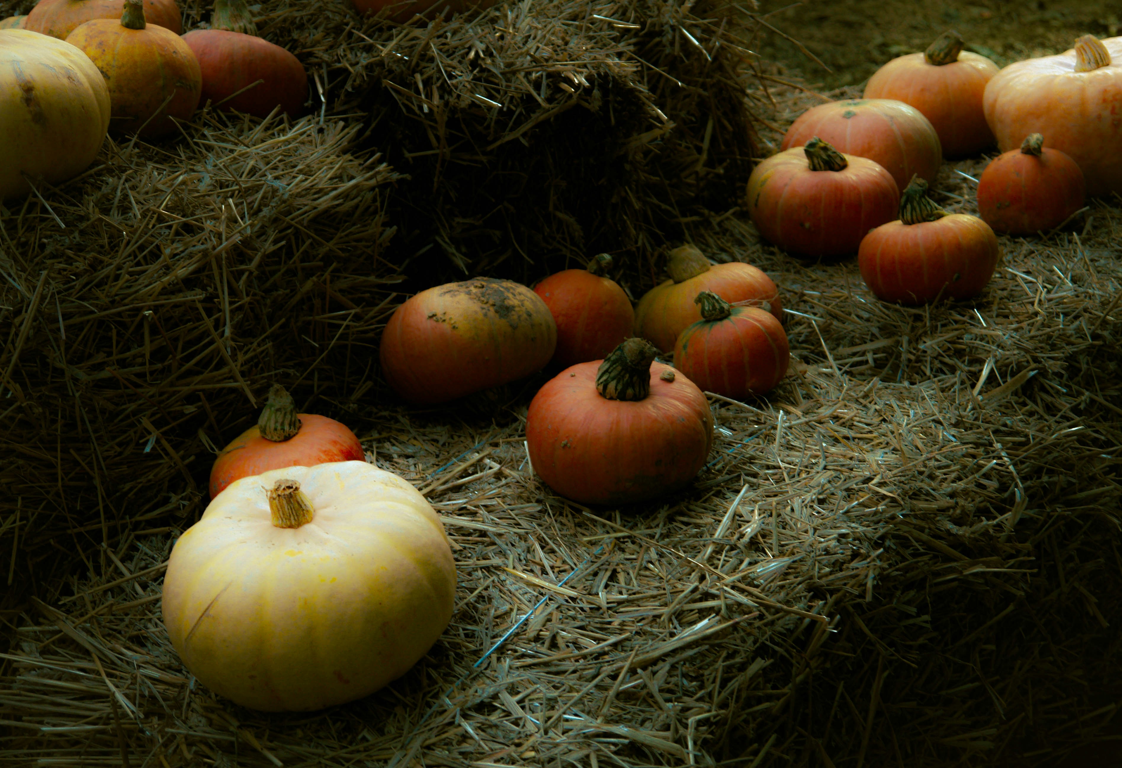 Photo by Anna Gelibterman with Sony DSC-R1