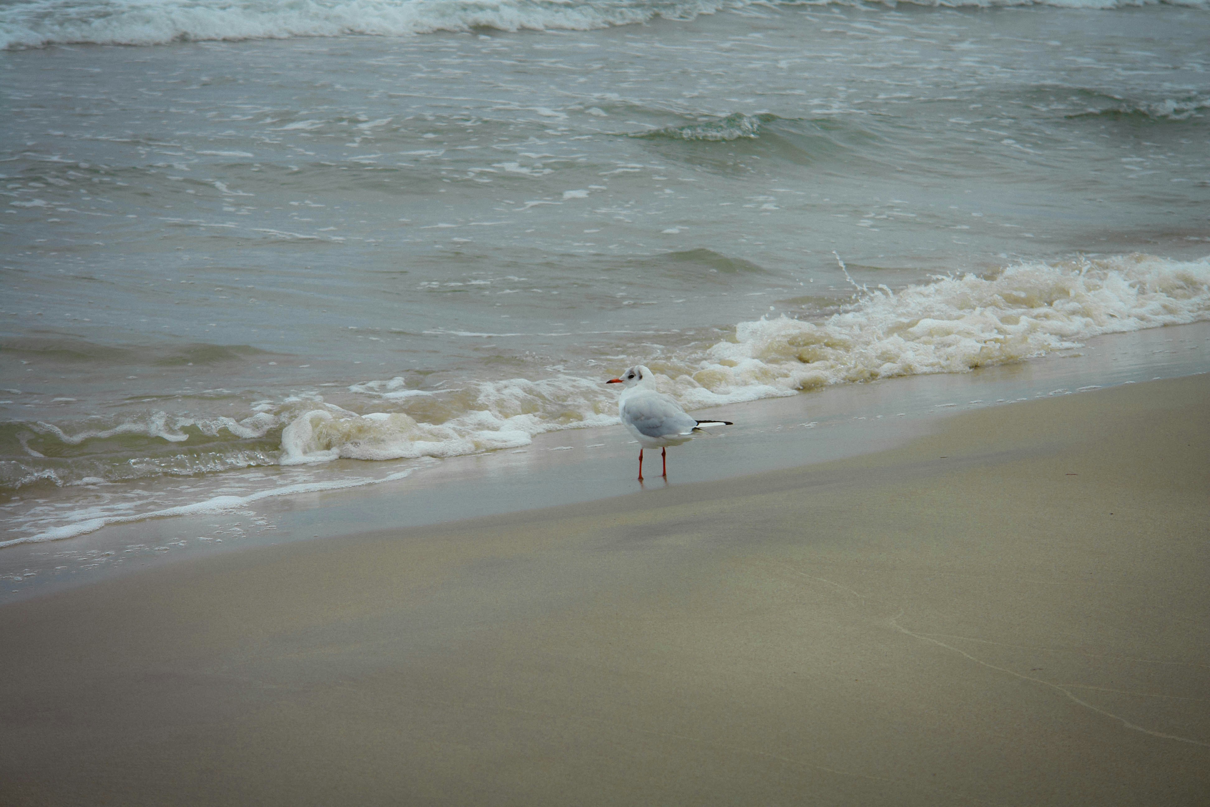 Photo by Anna Gelibterman with Sony DSC-R1