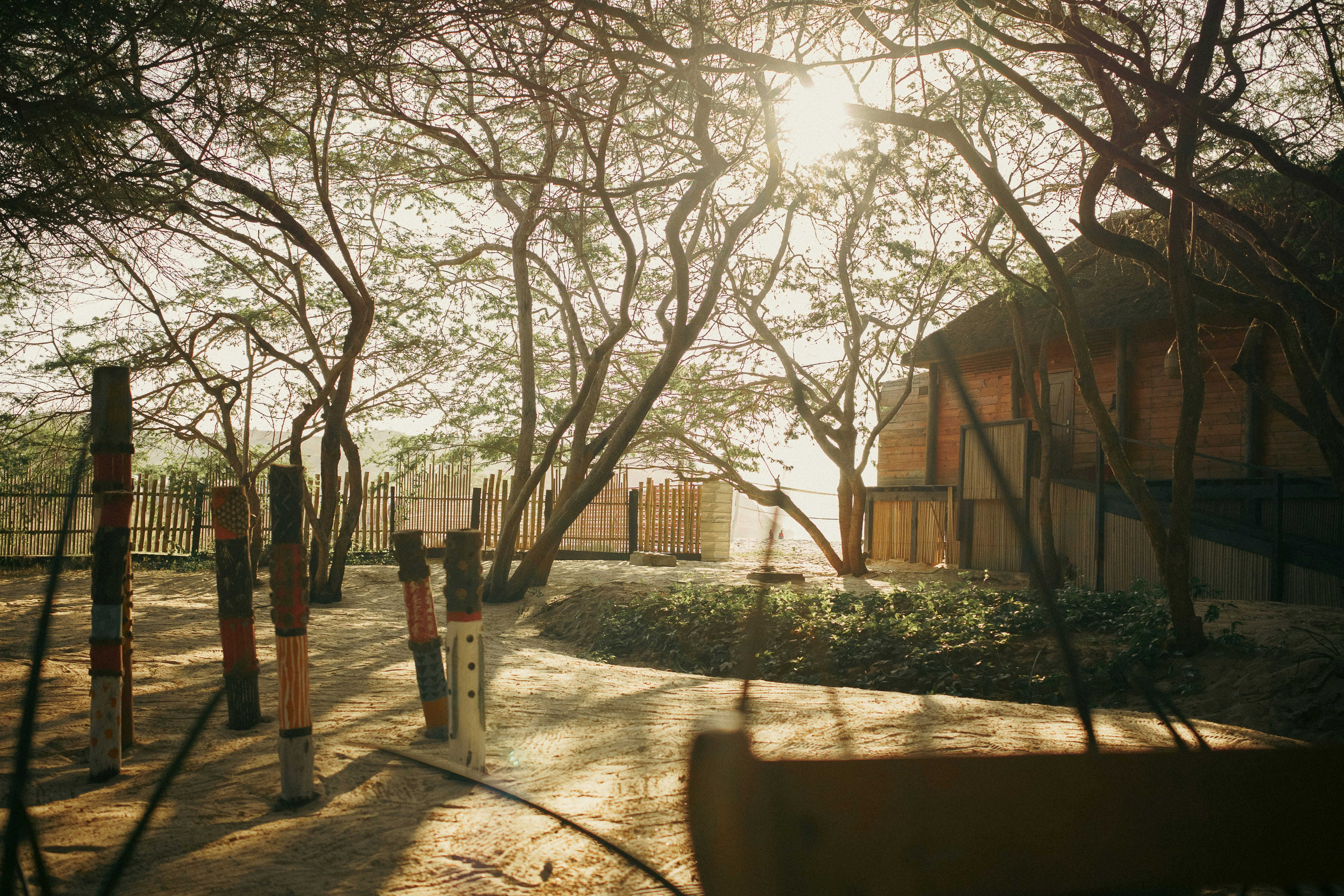Sunlit Canopy over a Quiet Yard framed by Striped Poles