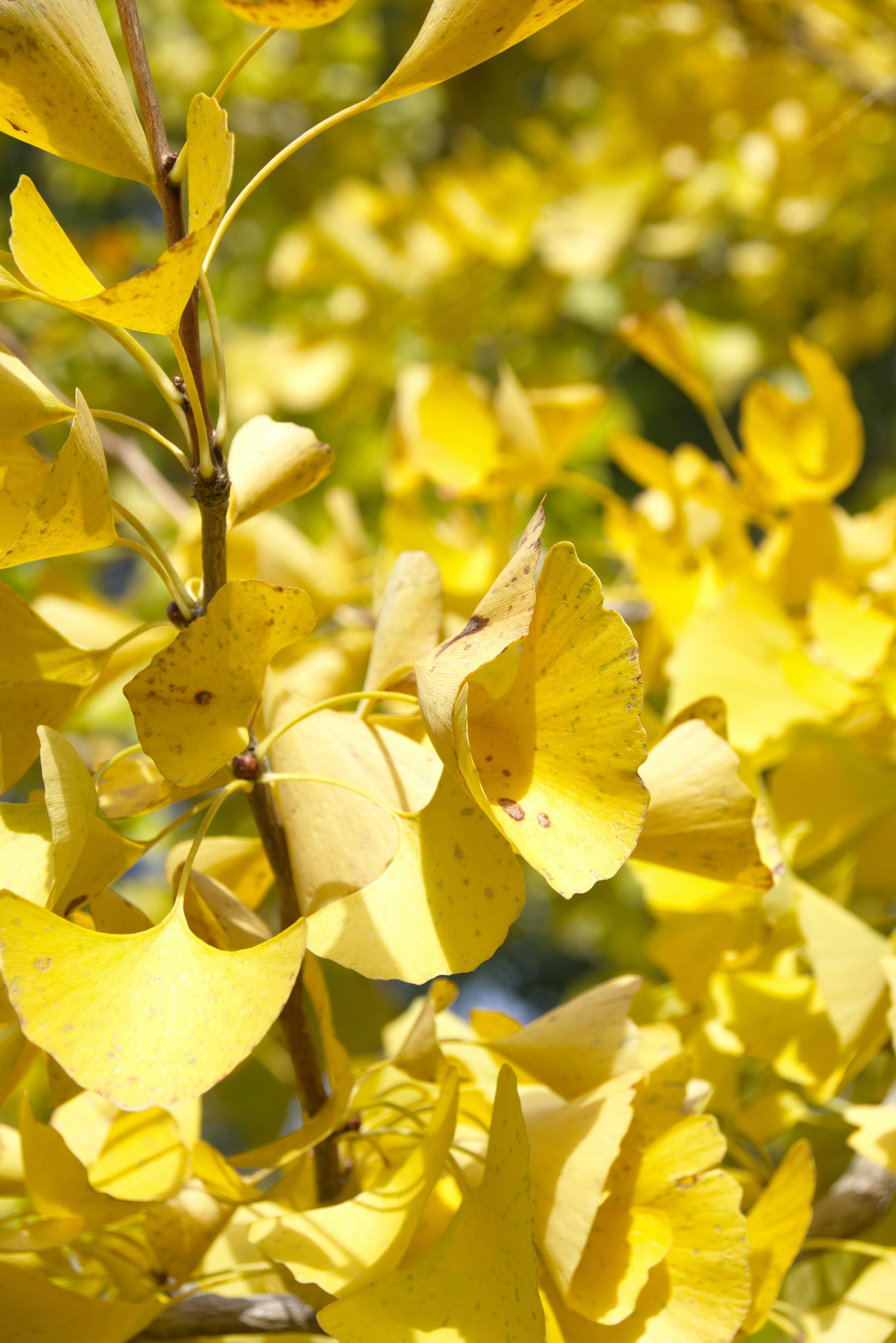 Sunlit Ginkgo Leaves: Autumn's Quiet Golden Chorus