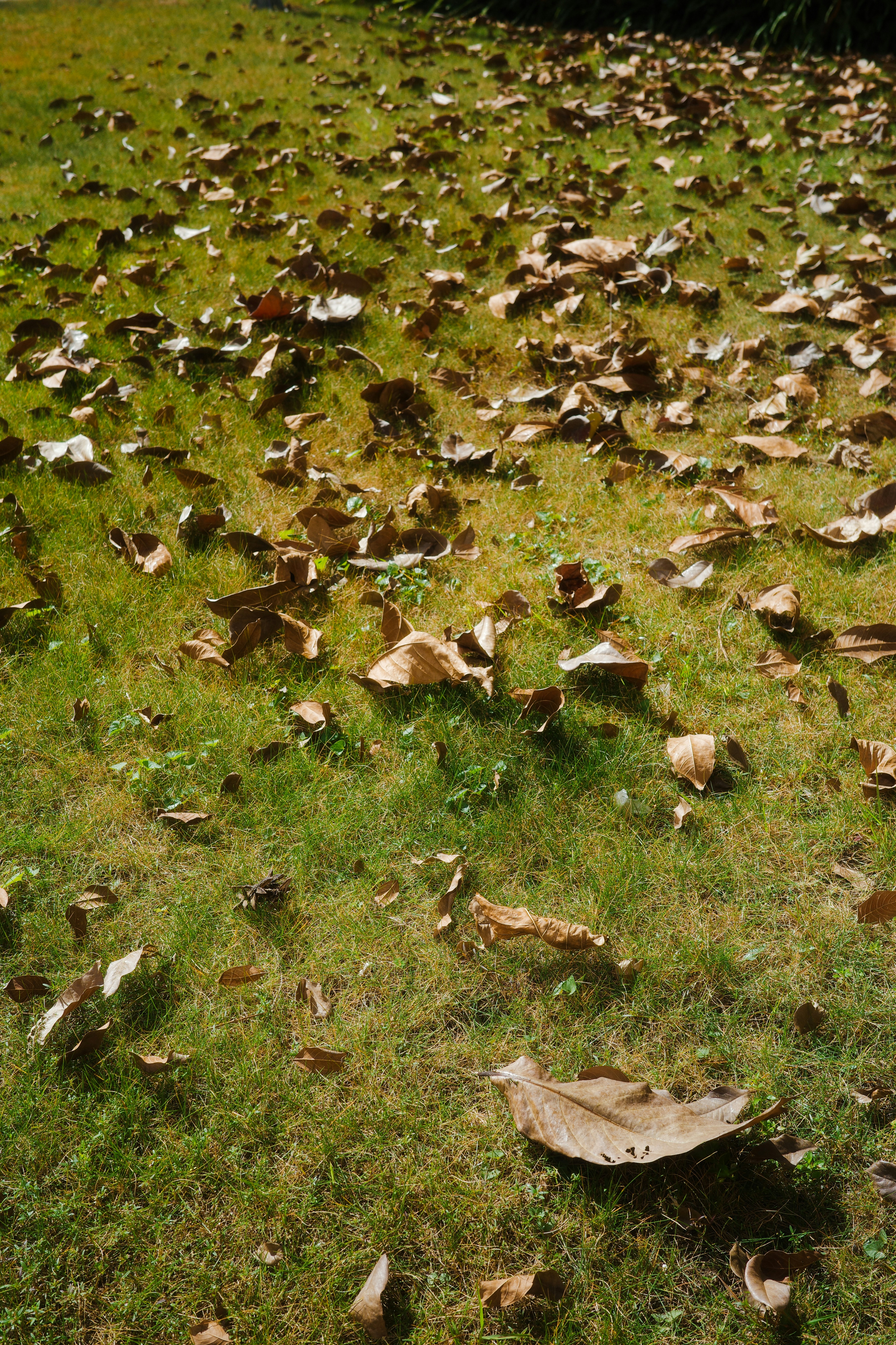 Autumnal Confetti: Fallen Leaves Scatter Across a Sunlit Lawn