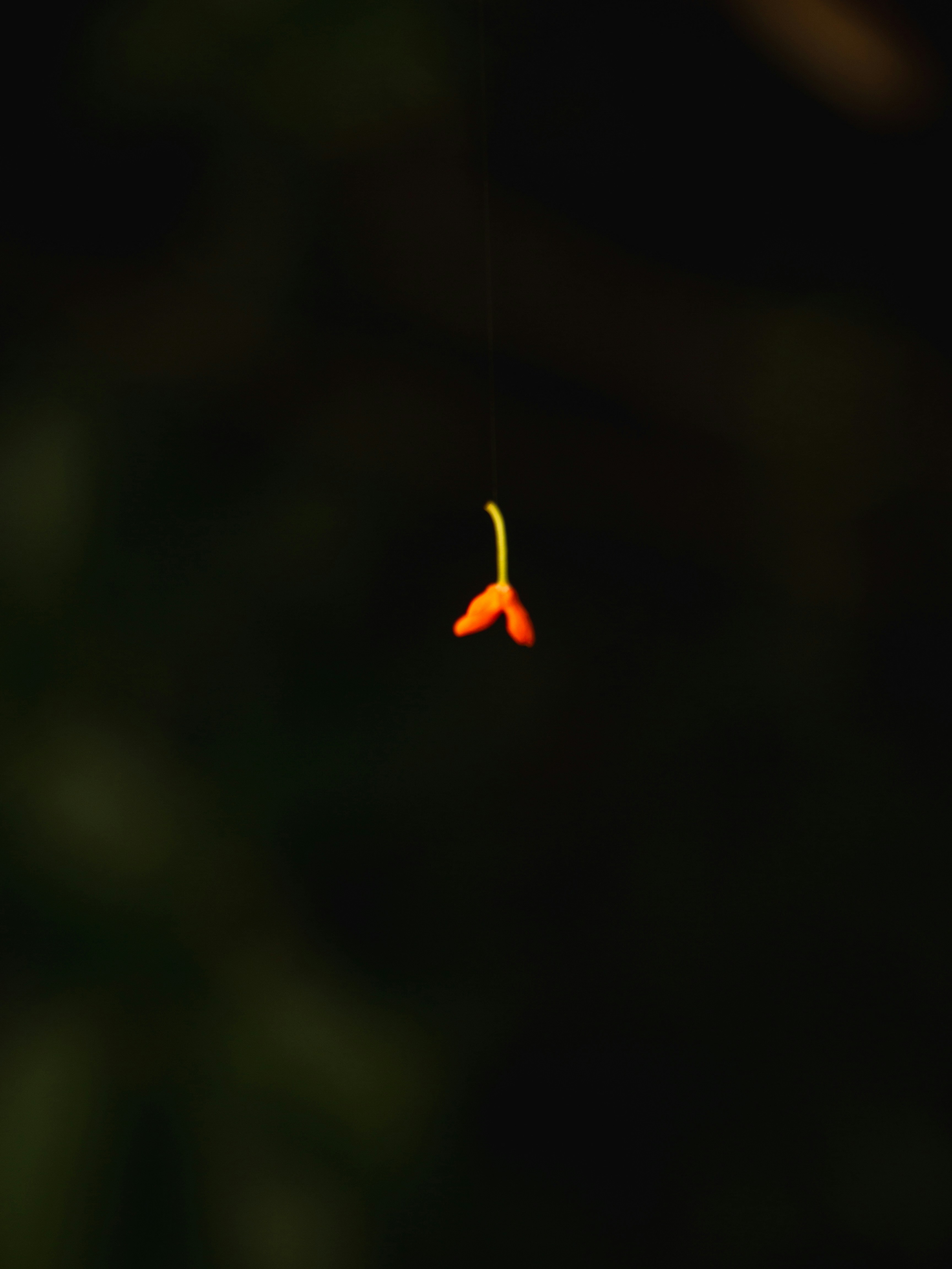 Hanging Ember in the Dark: a lone orange bloom