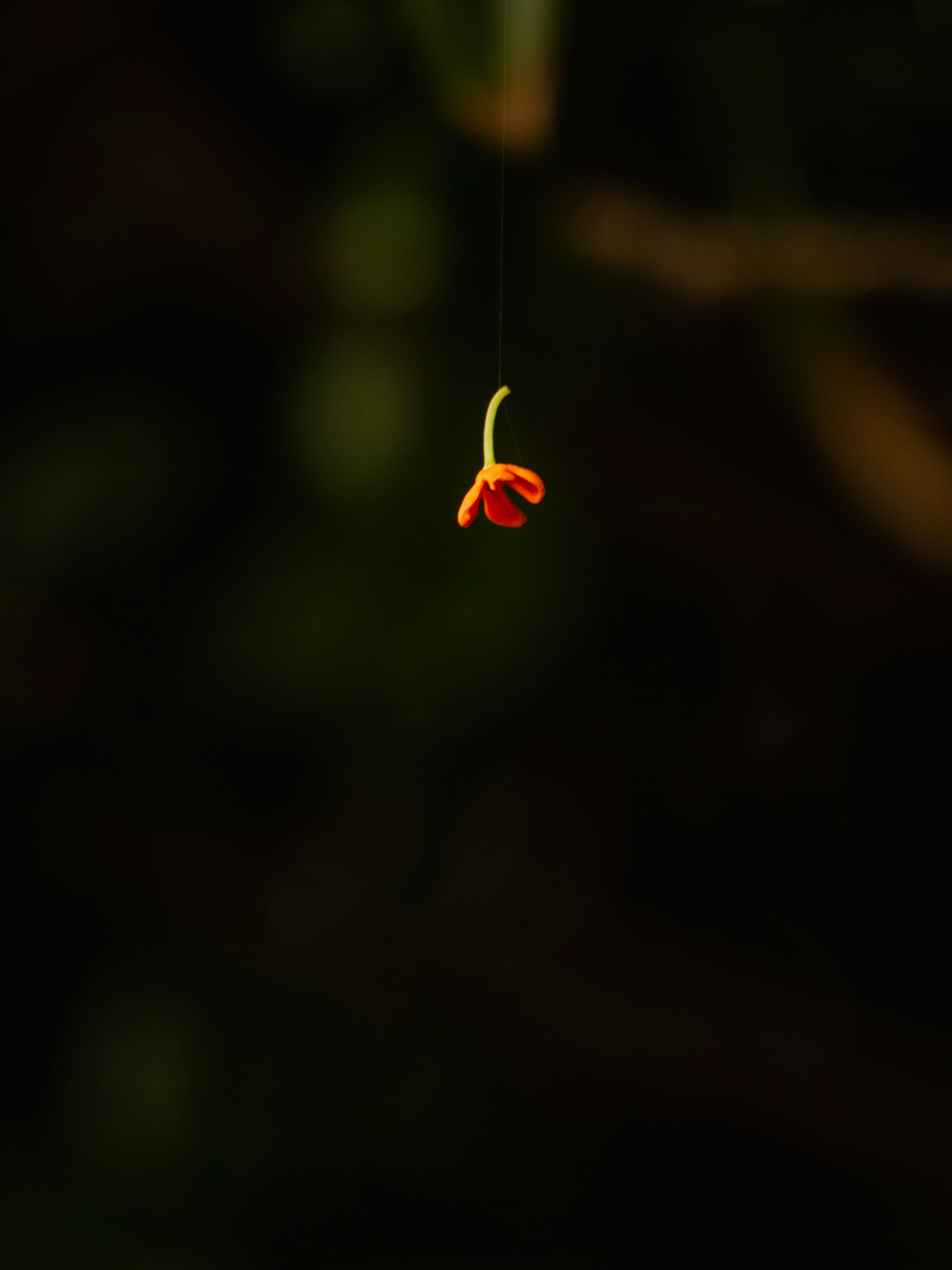 Hanging Ember: a solitary orange bloom suspended in velvet darkness