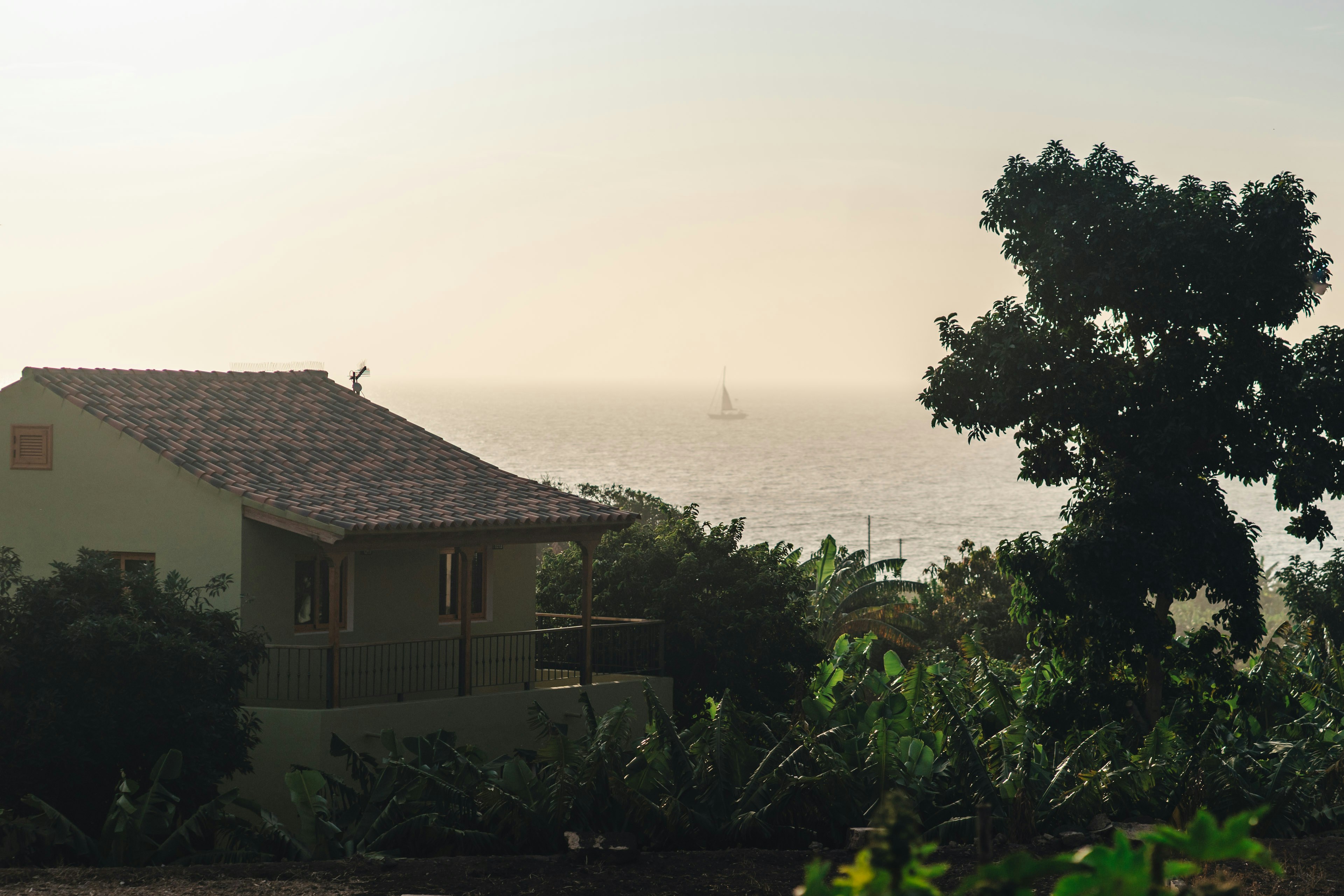 Terrace Over Coastal Light: A Tree, a House, and the Distant Sail