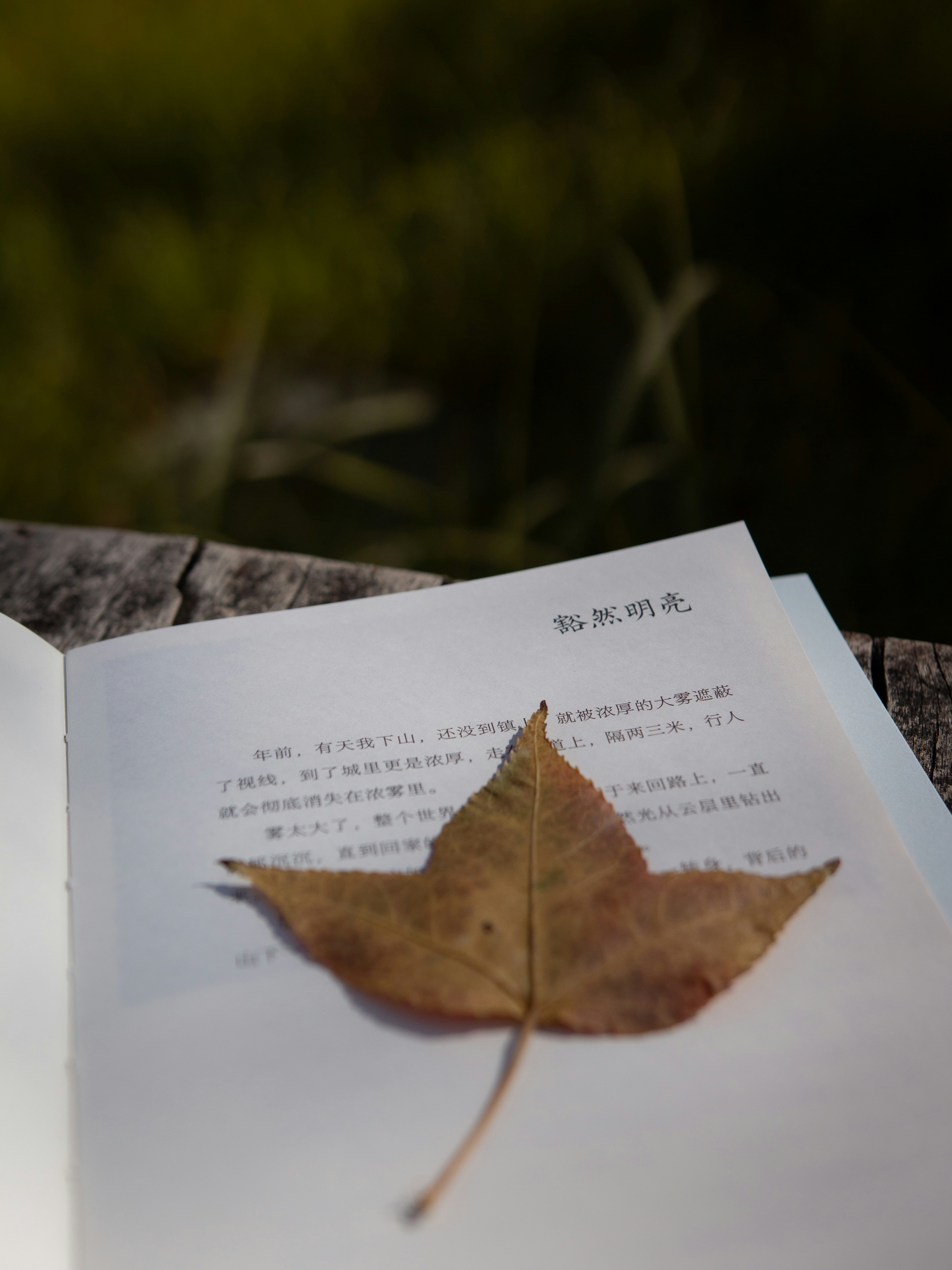 Autumn Leaf on a Page: A Quiet Moment on Weathered Wood