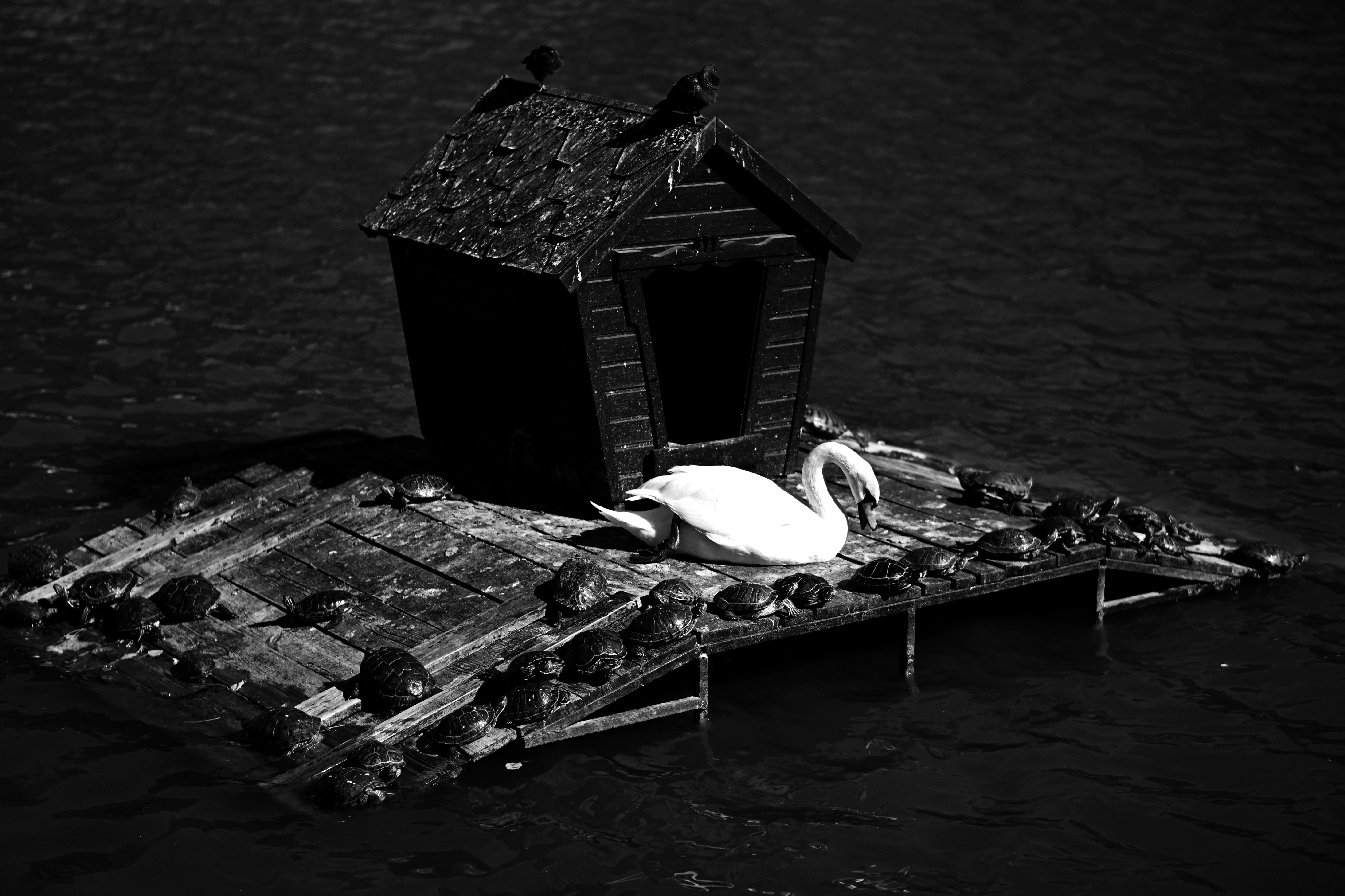 Swan on a Weathered Dock: Quiet Grace on a Dark Lake