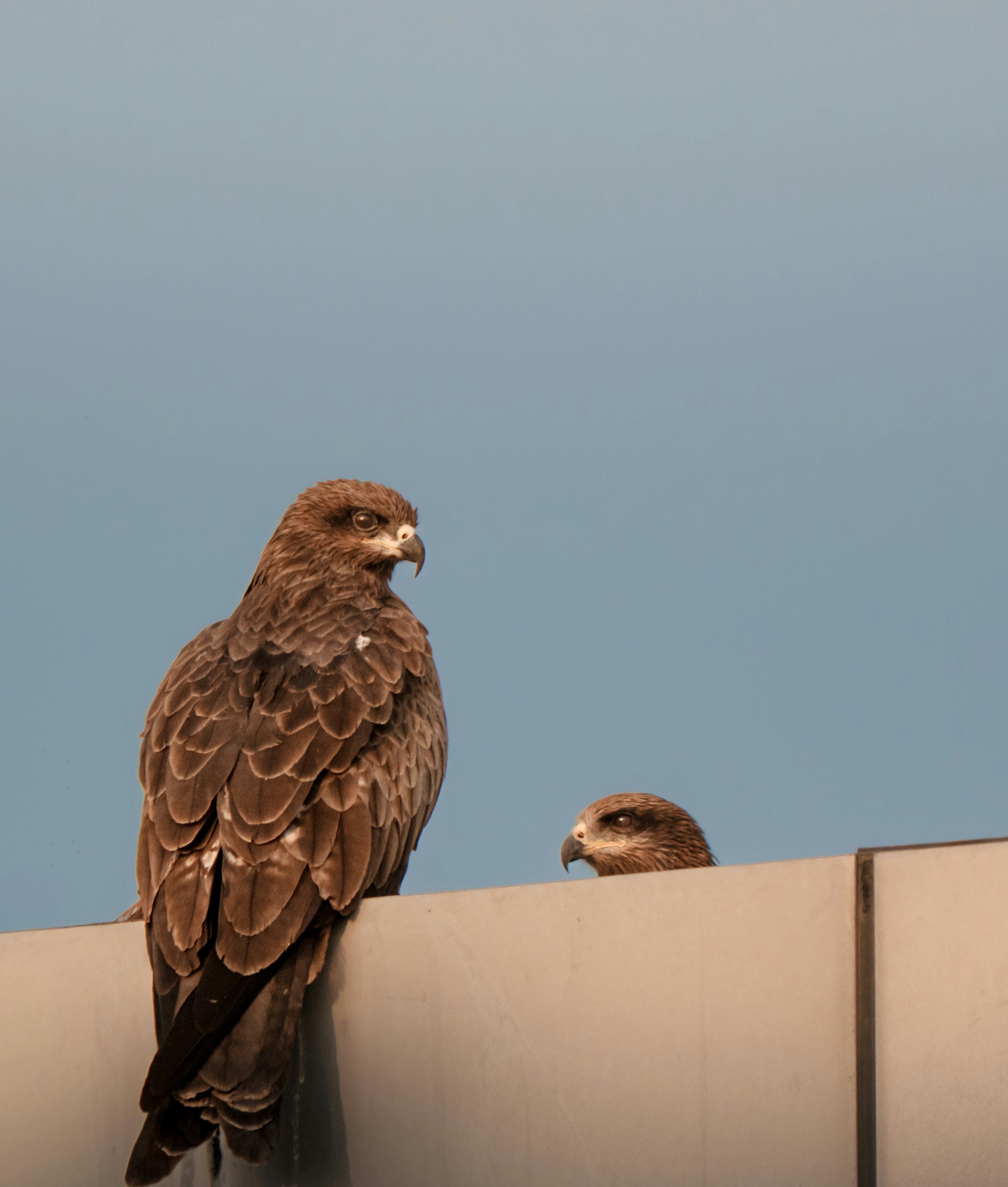 Guardians on the Rail: Left Hawk Dominates the Frame