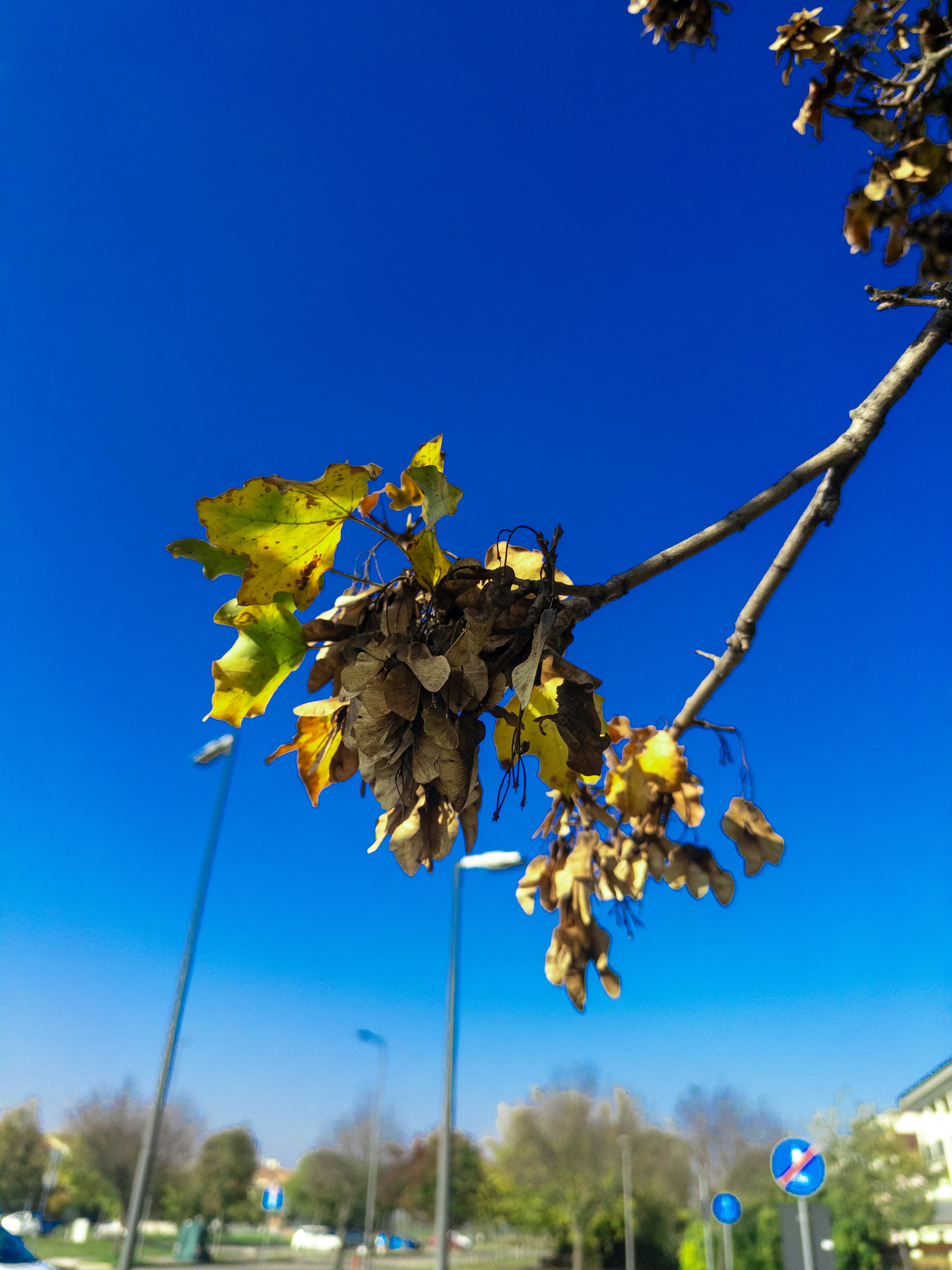 Dried Leaf Cluster Framed by a Cerulean Sky