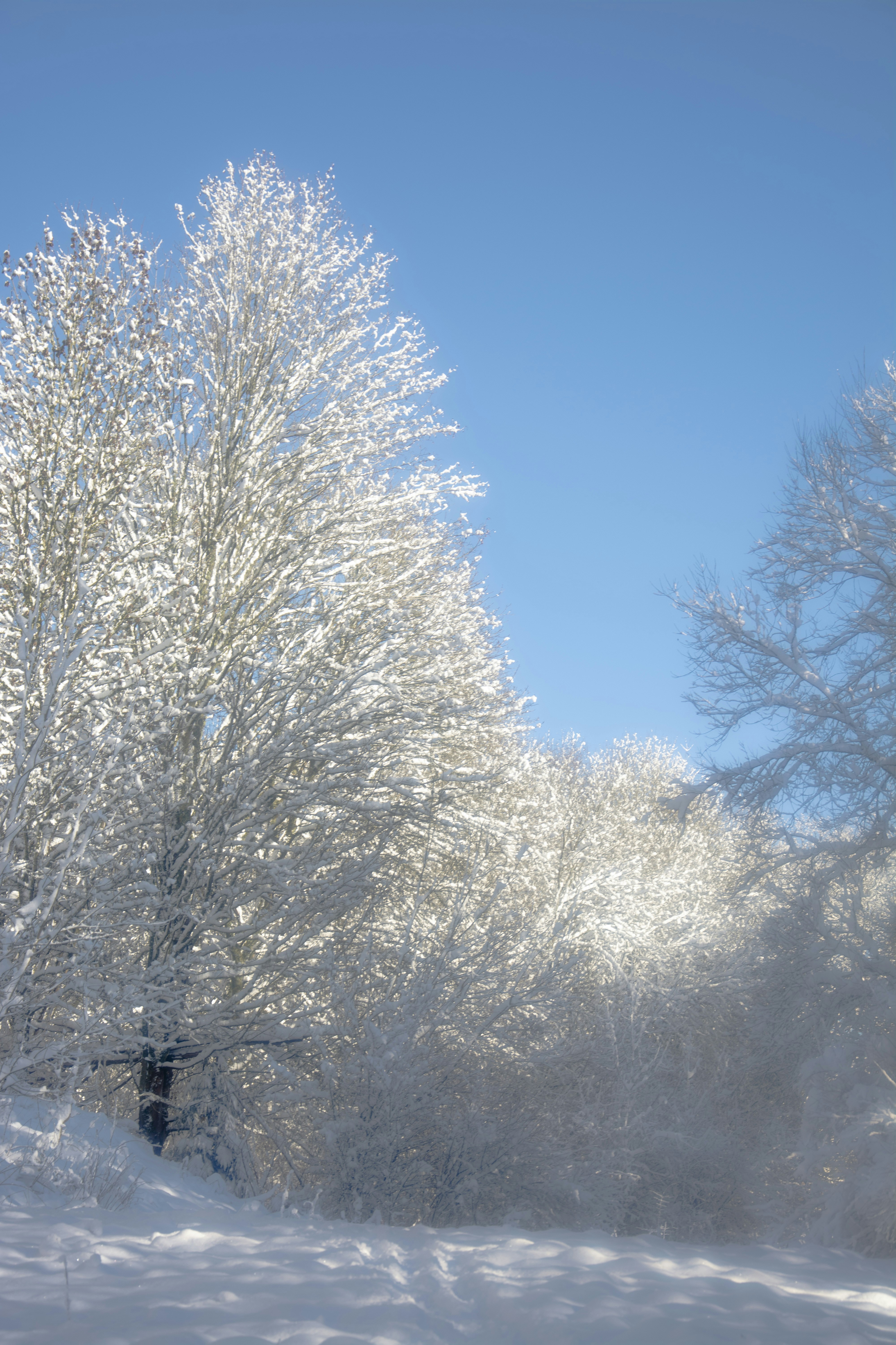 Snow-covered trees under a clear blue sky photo – Free Blue sky Image ...