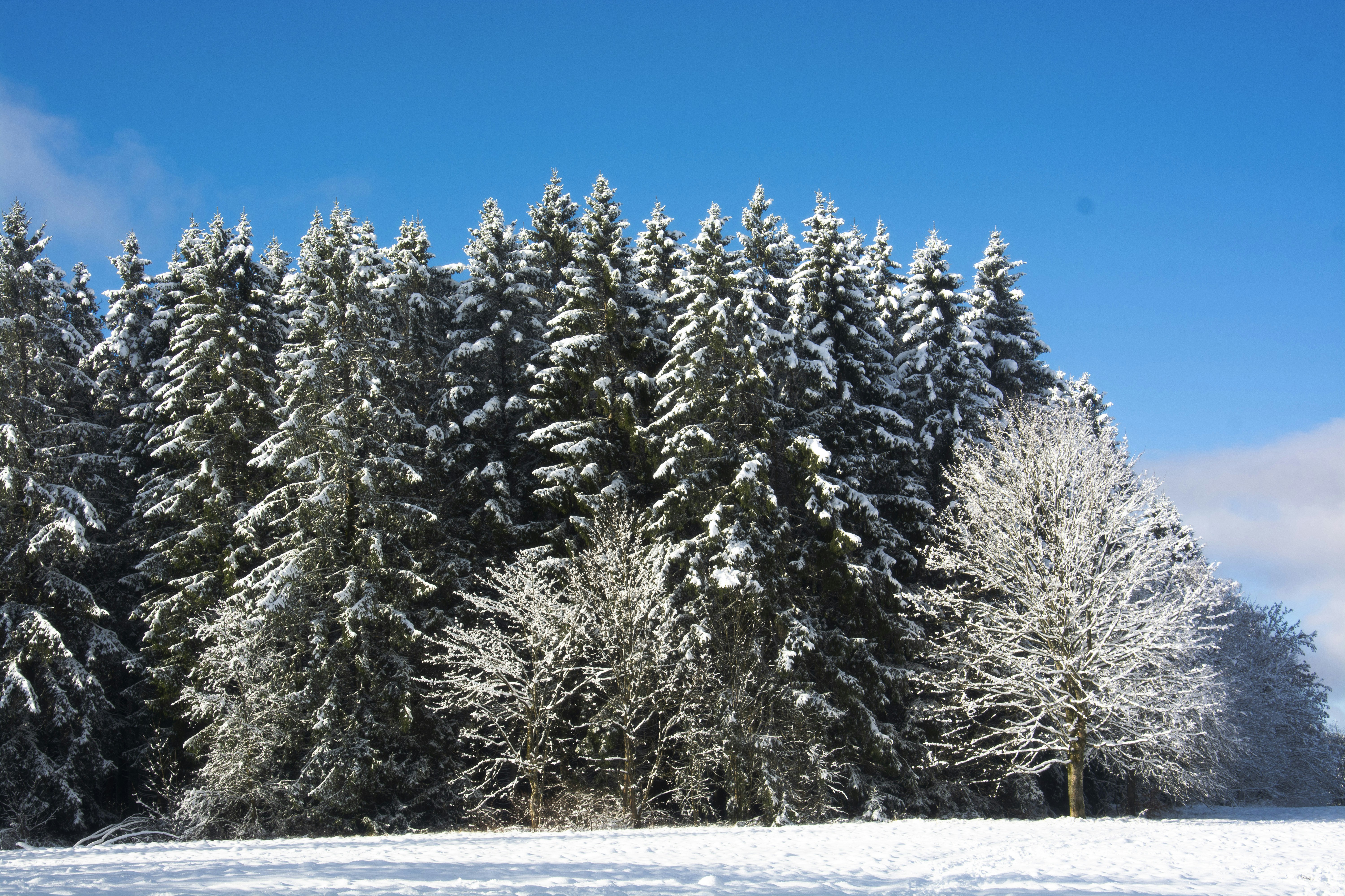 Photo by Oleksandr Brovko with Nikon D5200