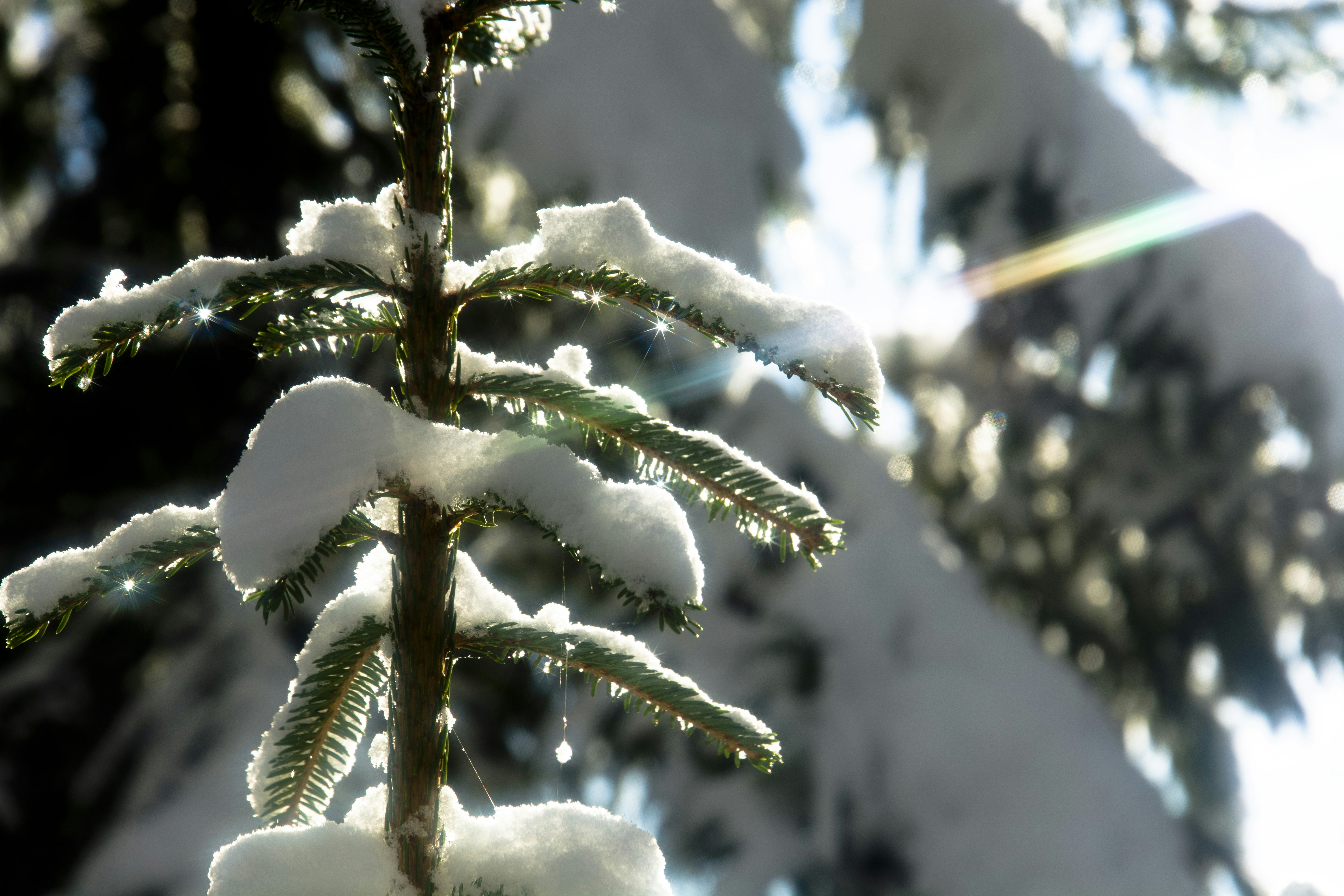 Photo by Oleksandr Brovko with Nikon D5200