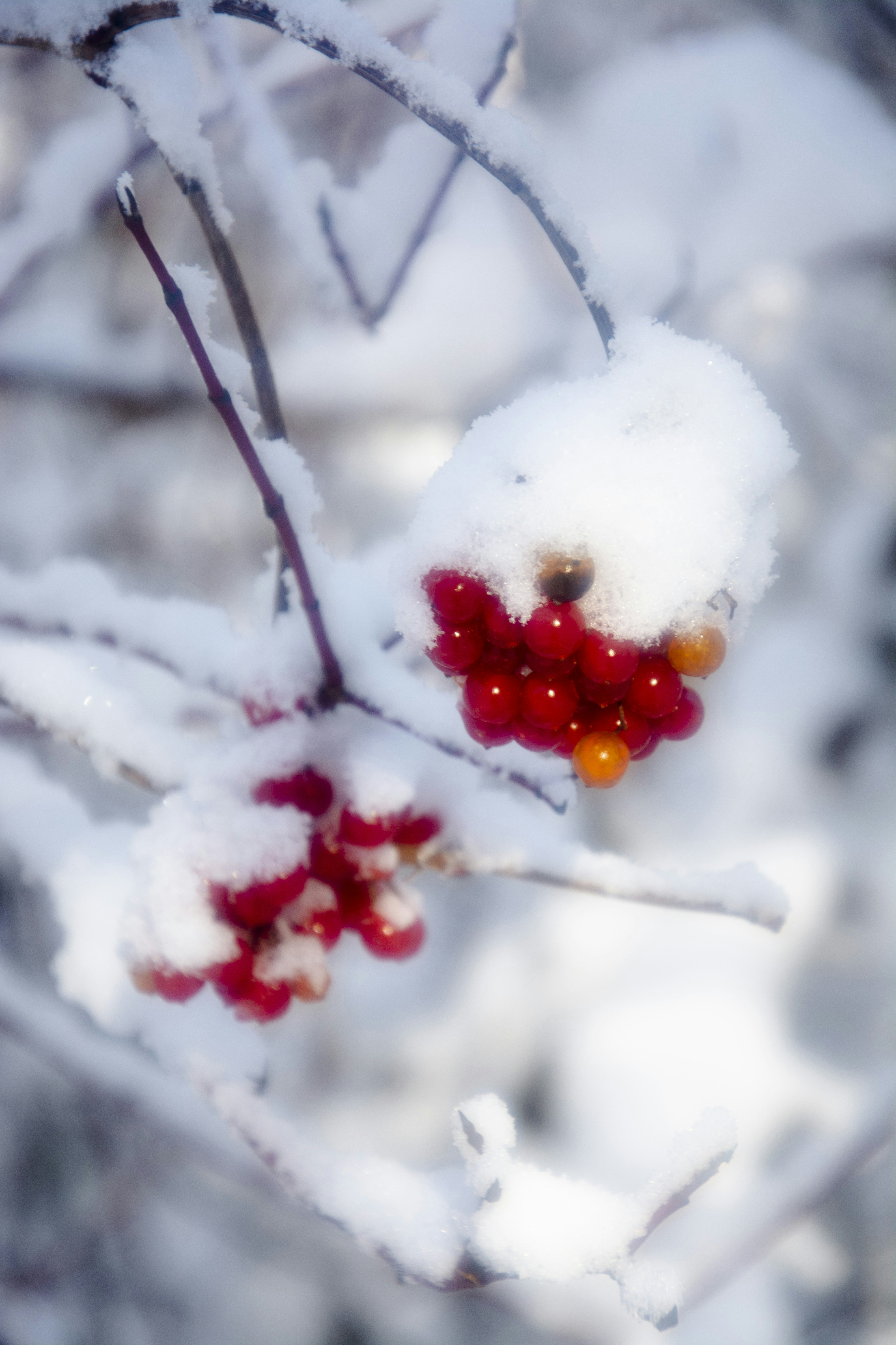 Photo by Oleksandr Brovko with Nikon D5200