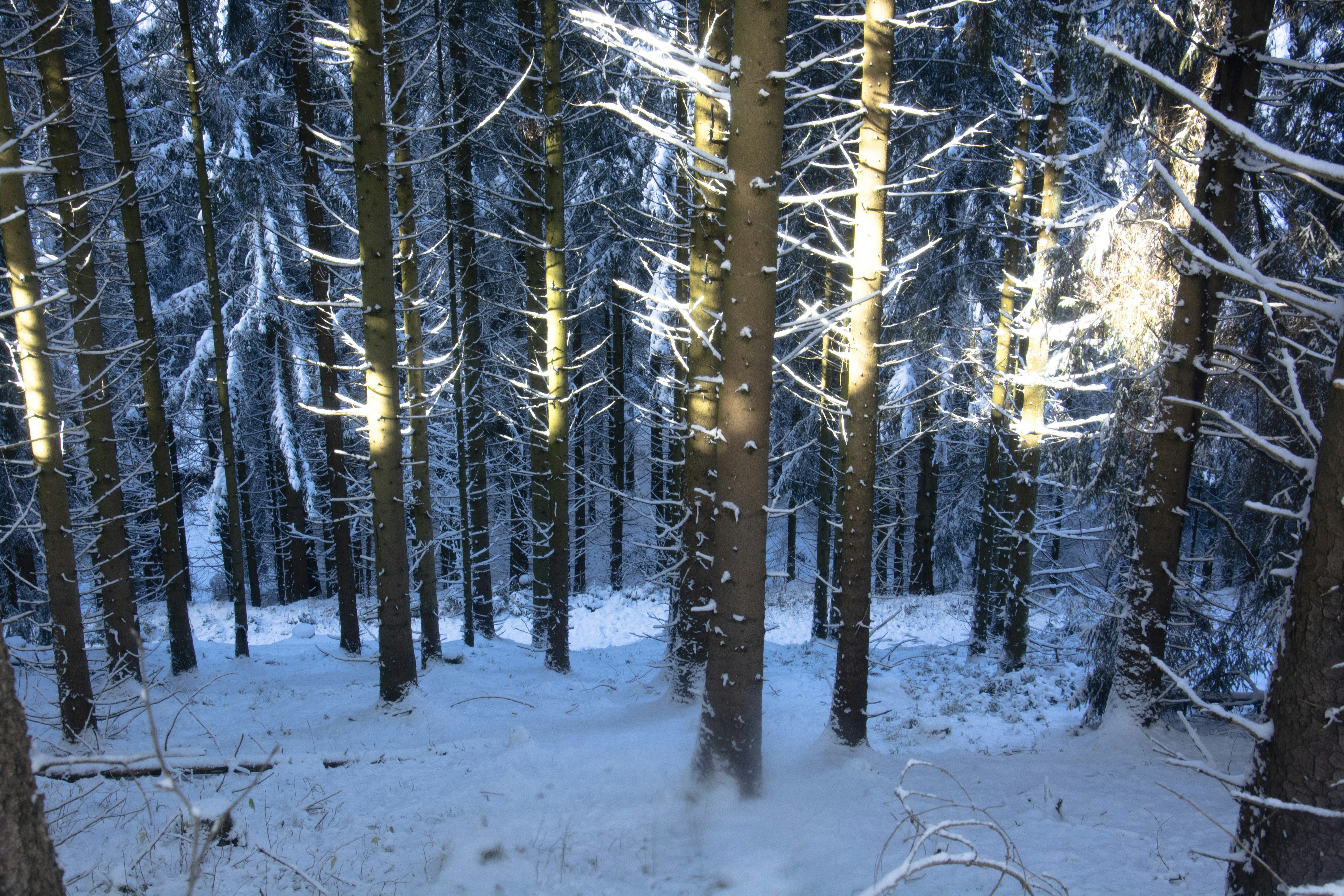 Photo by Oleksandr Brovko with Nikon D5200