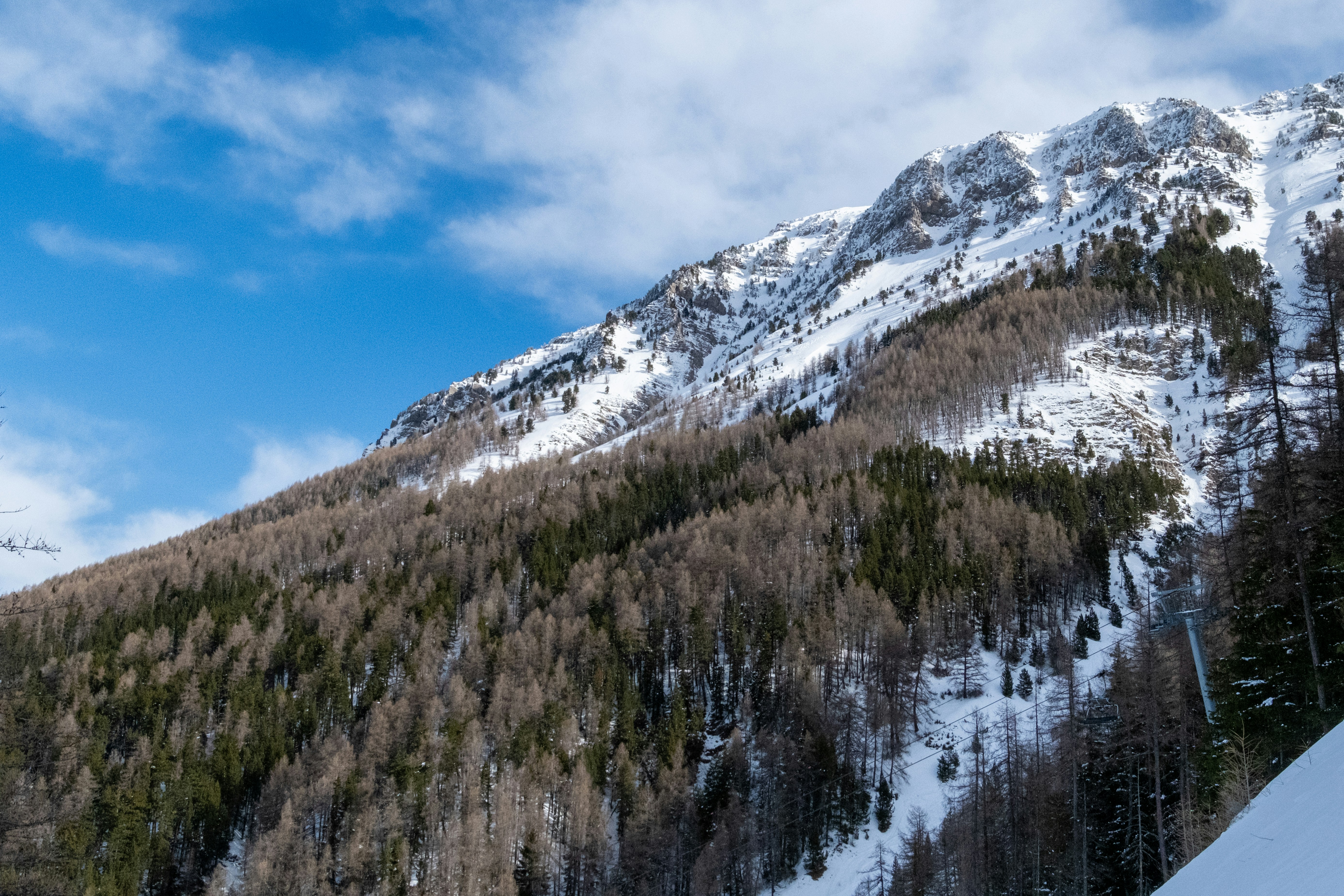 Snowbound Summit and Sentinel Pines Bathed in Winter Light