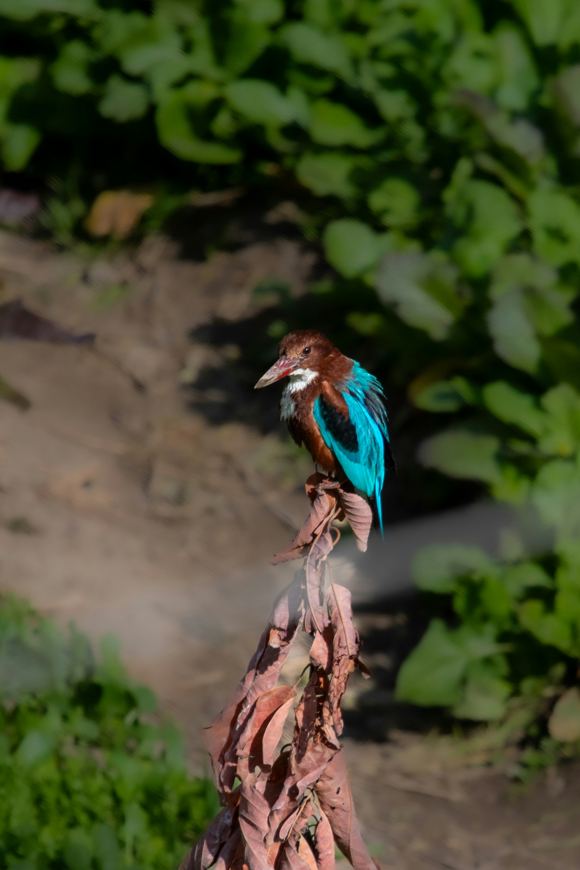 Azure Monarch on a Withered Stem: Kingfisher Quietly Perched
