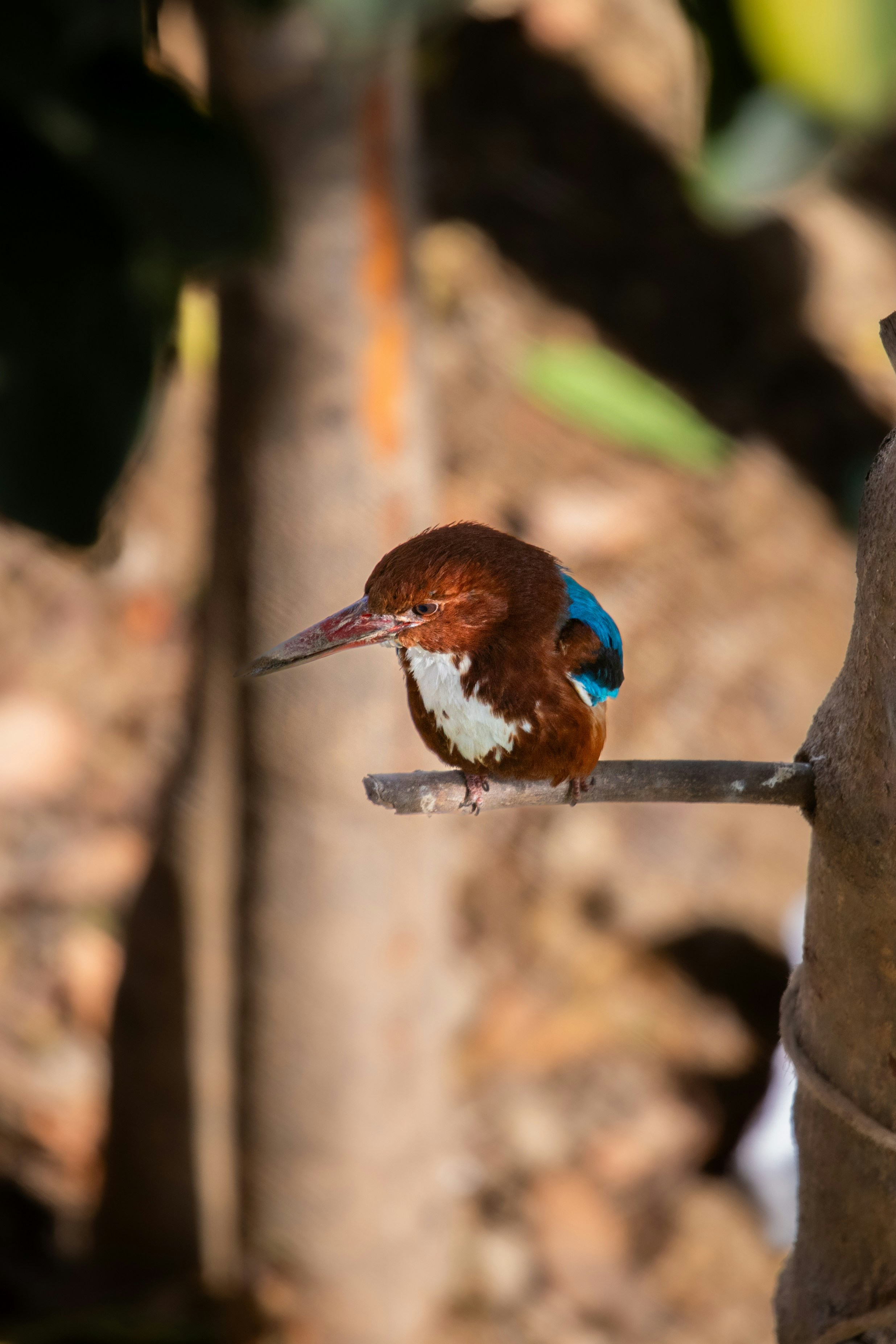 White-throated Kingfisher Perched on Branch in Natural Habitat