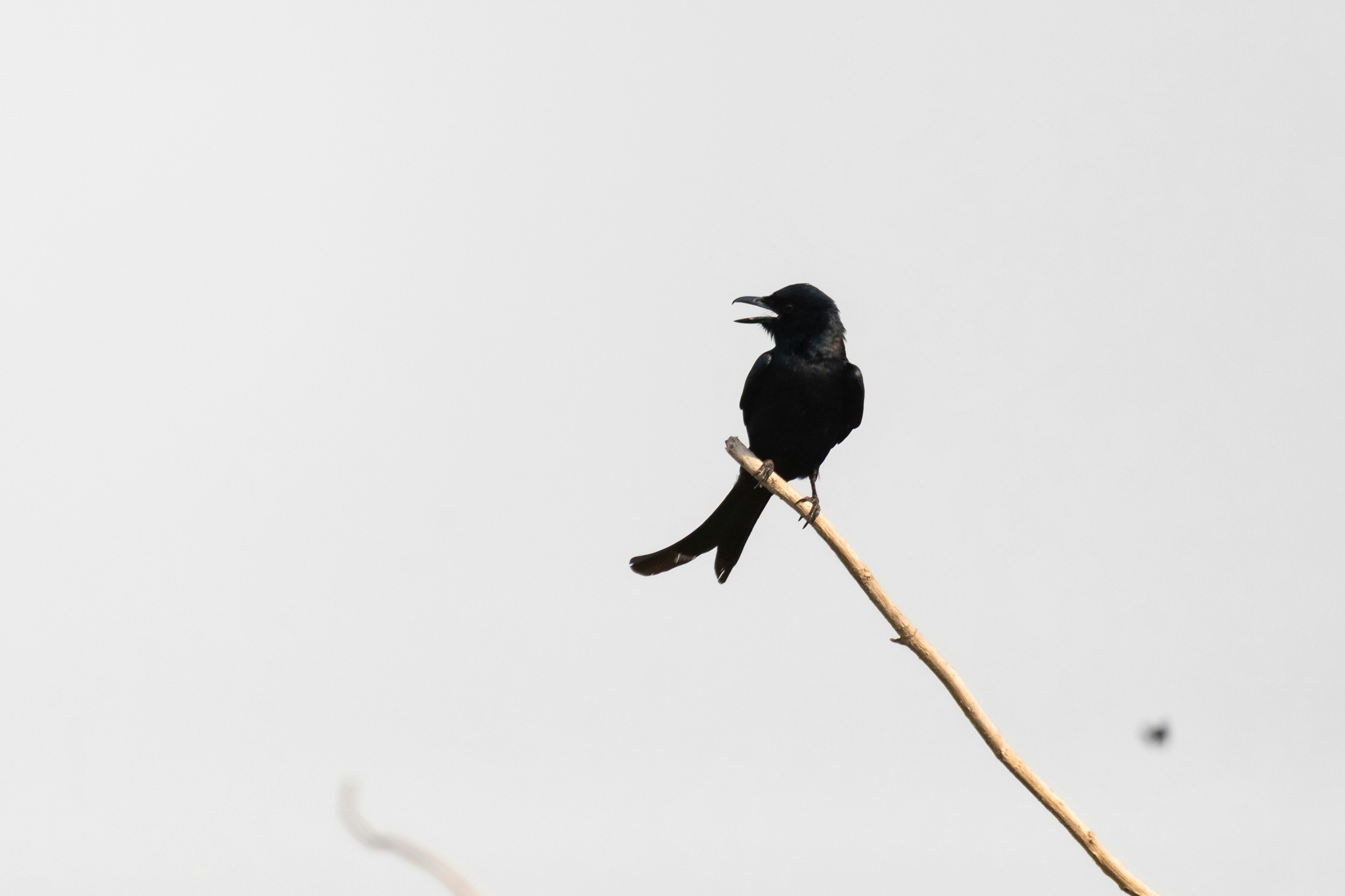 Open Beak, Quiet Sky: A Blackbird on a Bare Branch