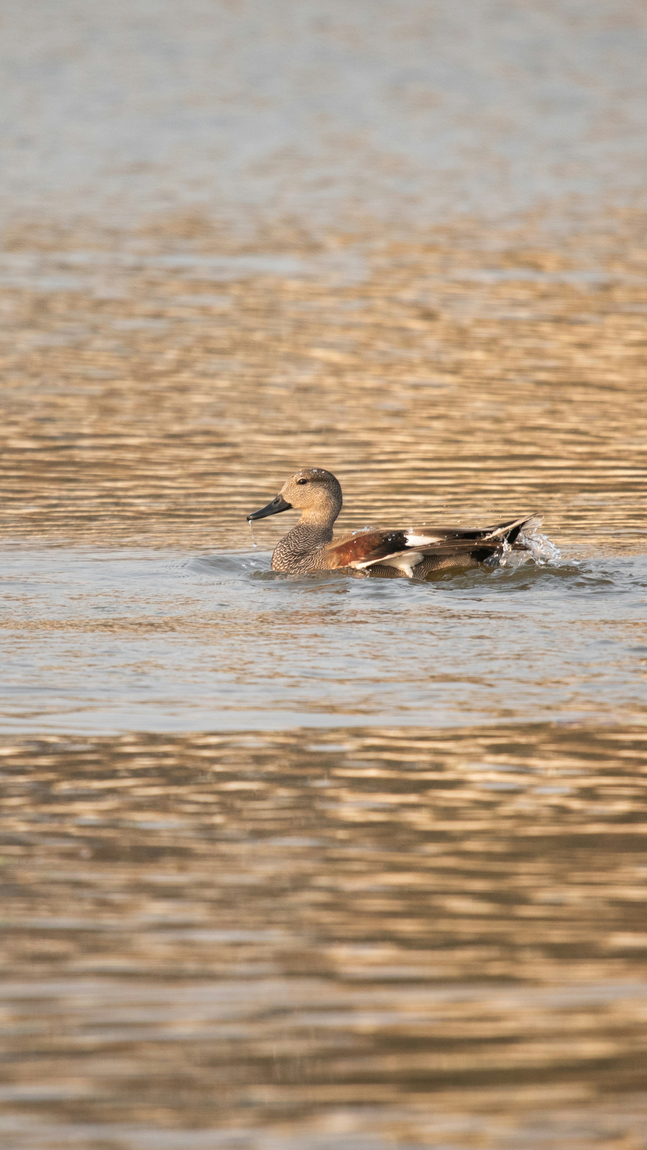 Sunlit Glide: a lone duck navigates golden ripples