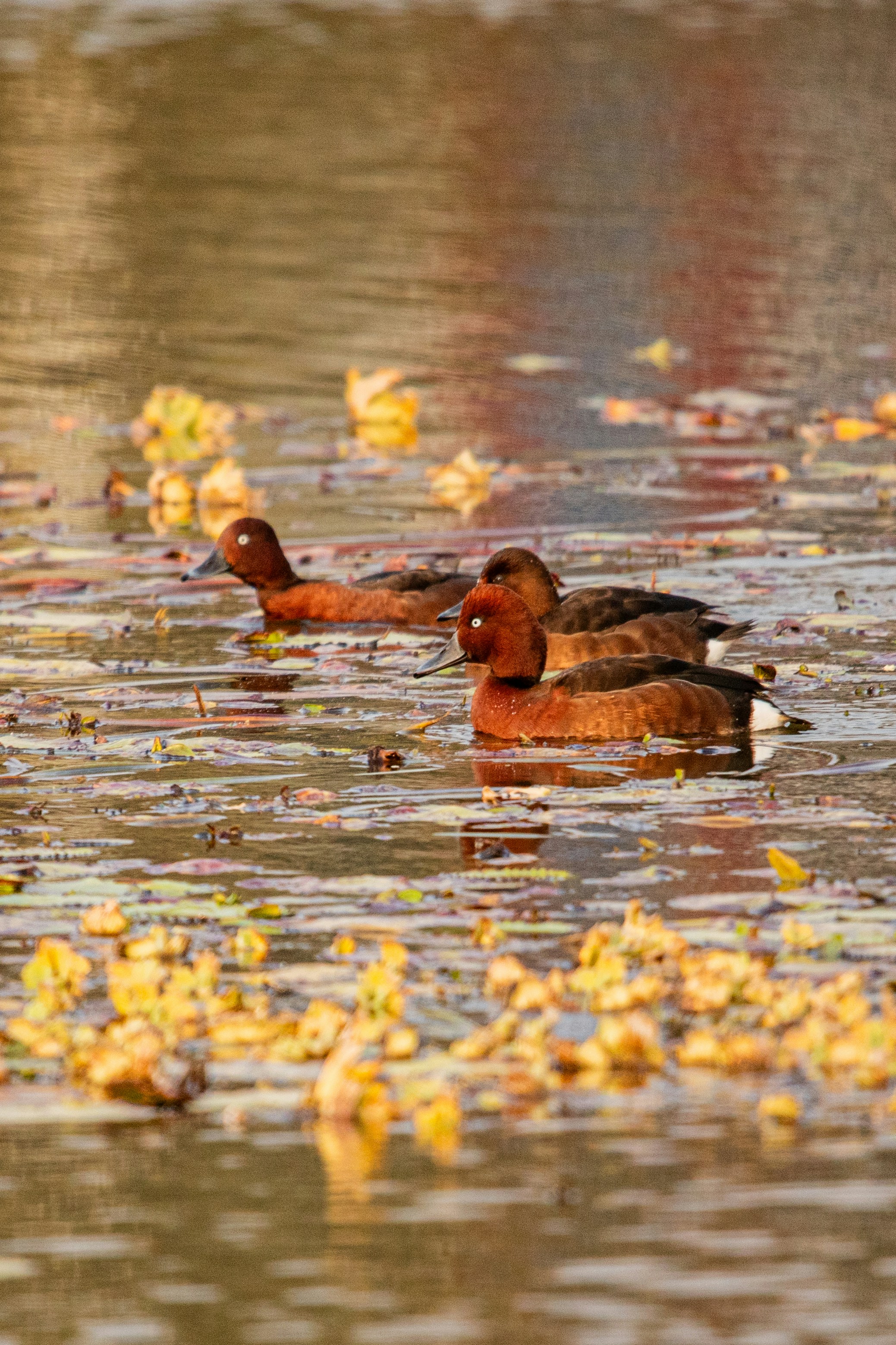Autumn Drift: Twin Ducks on a Leaf-Strewn Pond