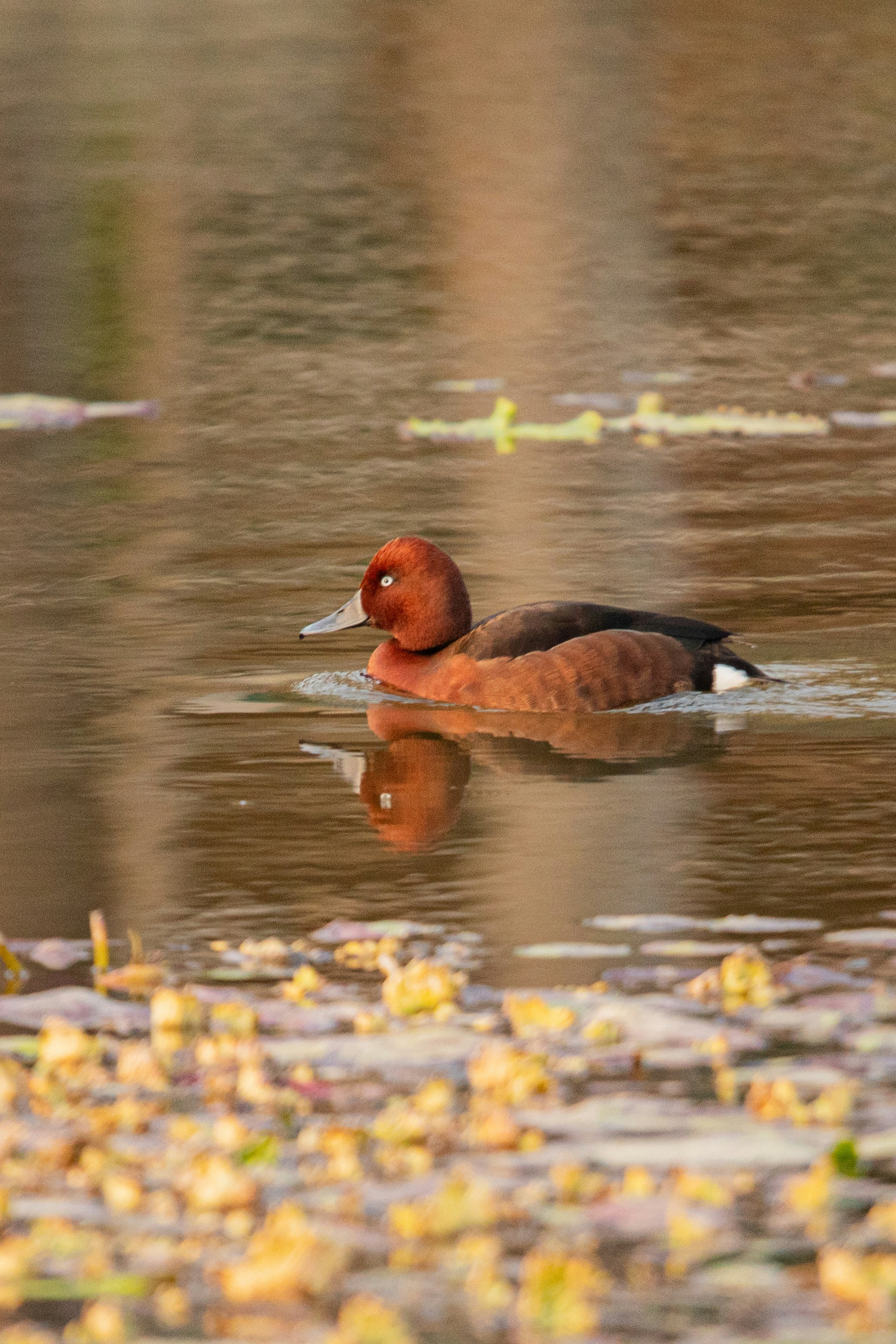 Redhead Duck Drifting Through a Quiet Autumn Pond