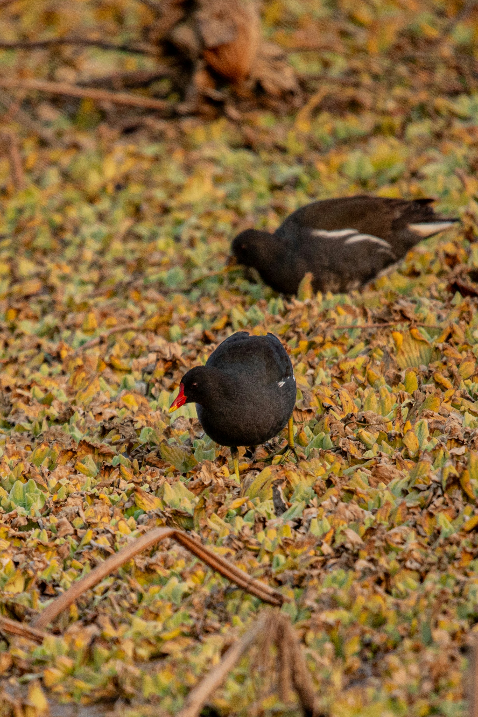 Autumn Foragers: A Black Moorhen Foraging Through Leaf-Litter