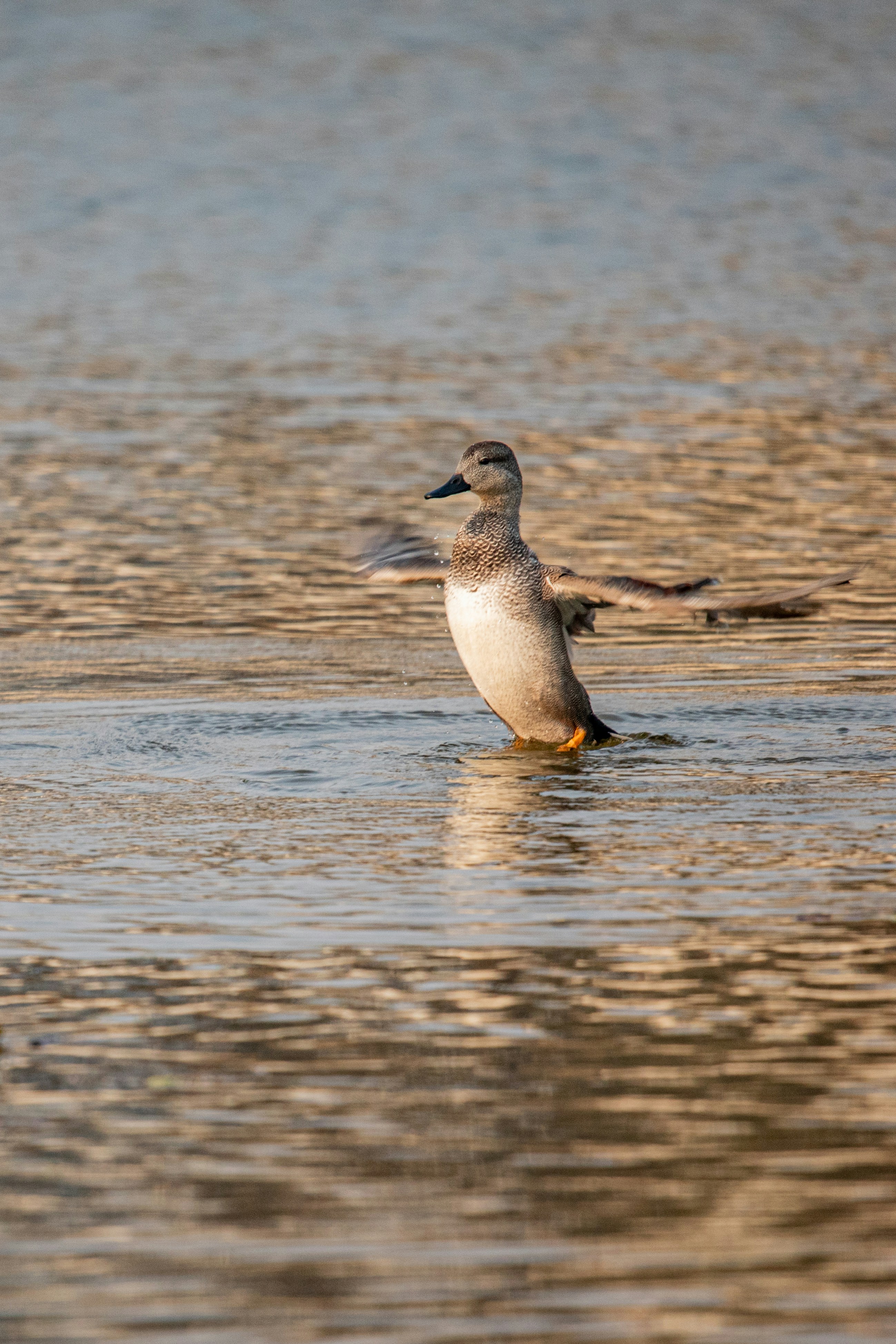 Sunlit Pause: a duck's poised moment on golden water