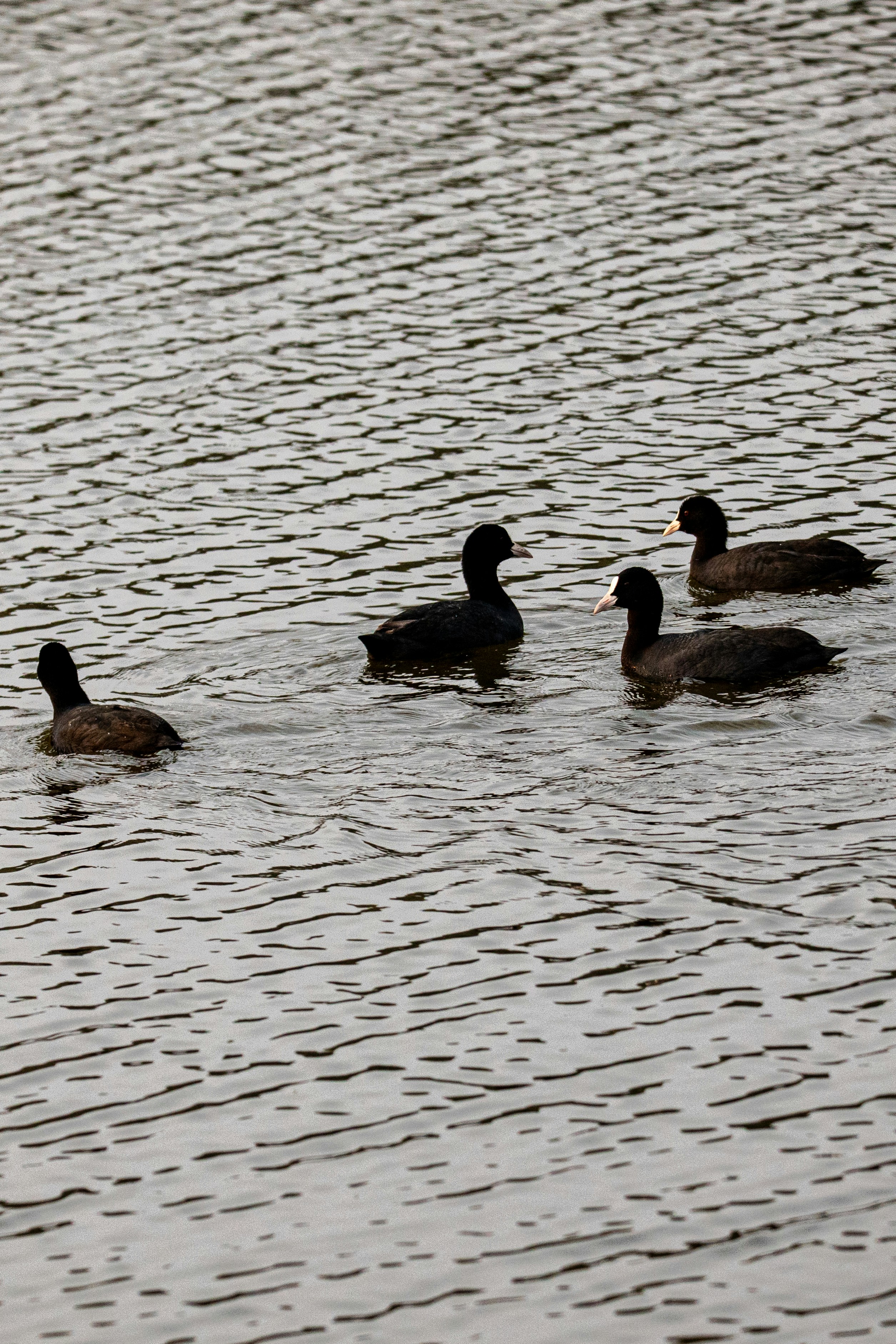 Quiet Quartet of Coots on a Rippled Lake