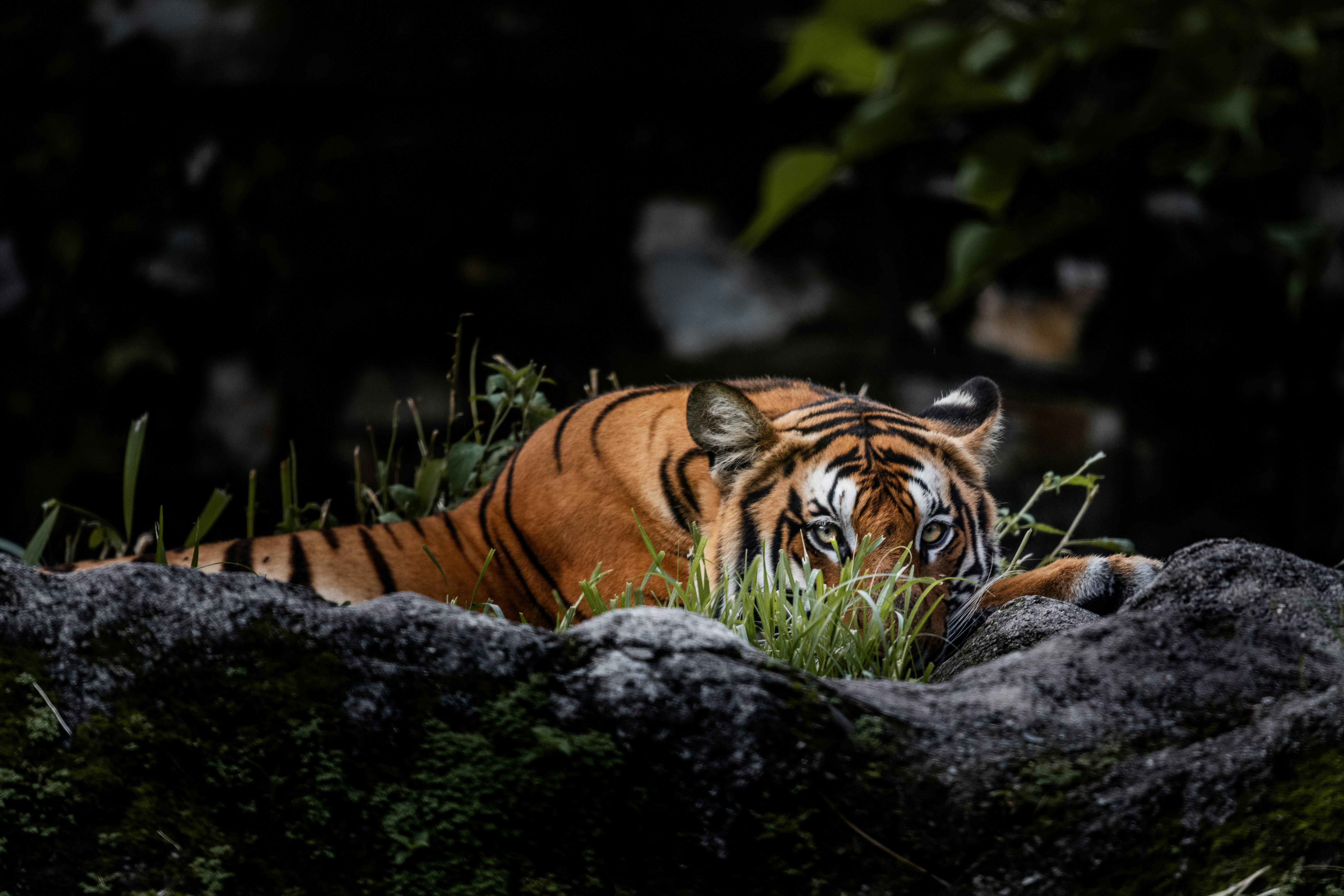 Glimpse Through the Moss: Tiger Eyes Above the Stone Barrier