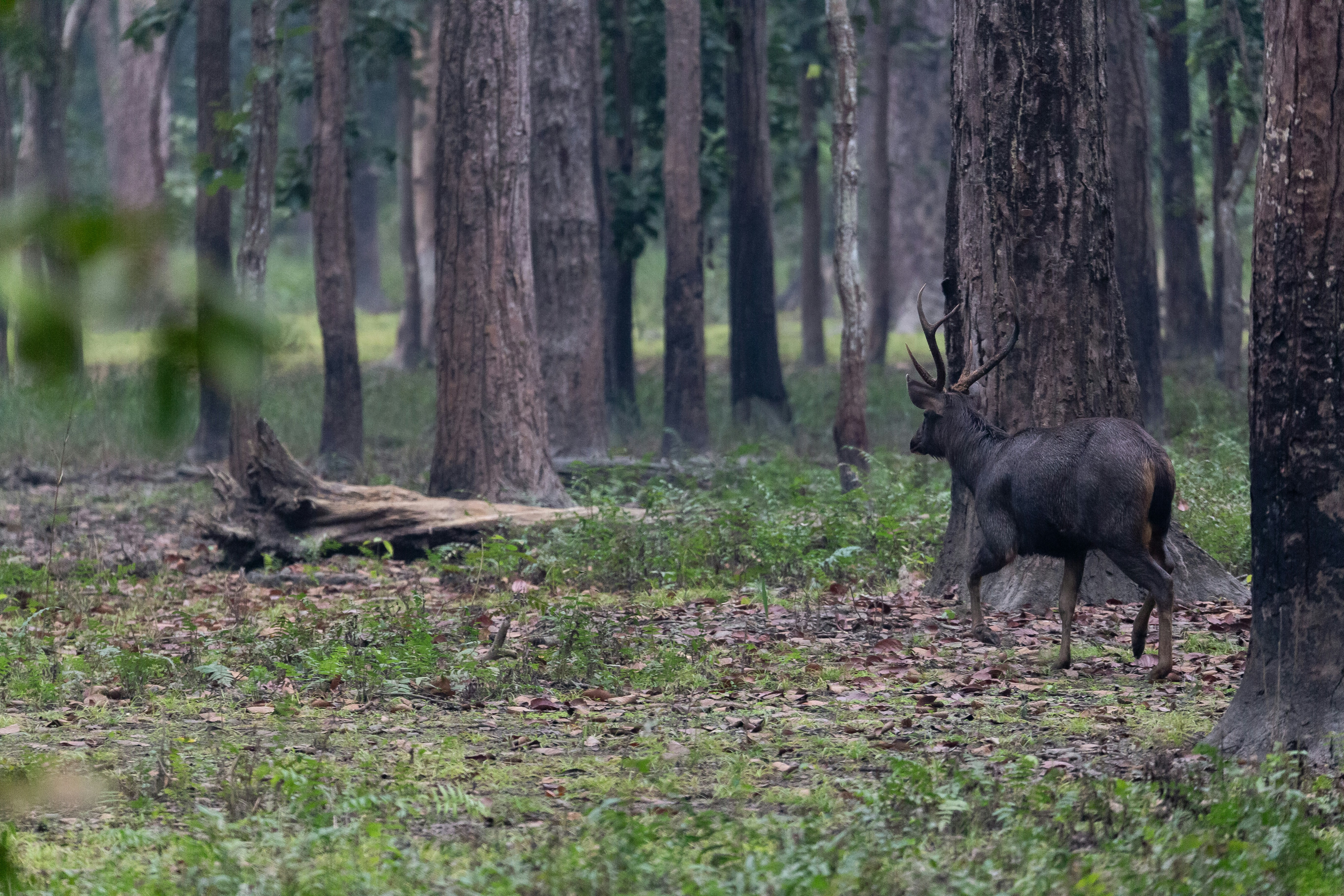Stag at the Forest's Edge
