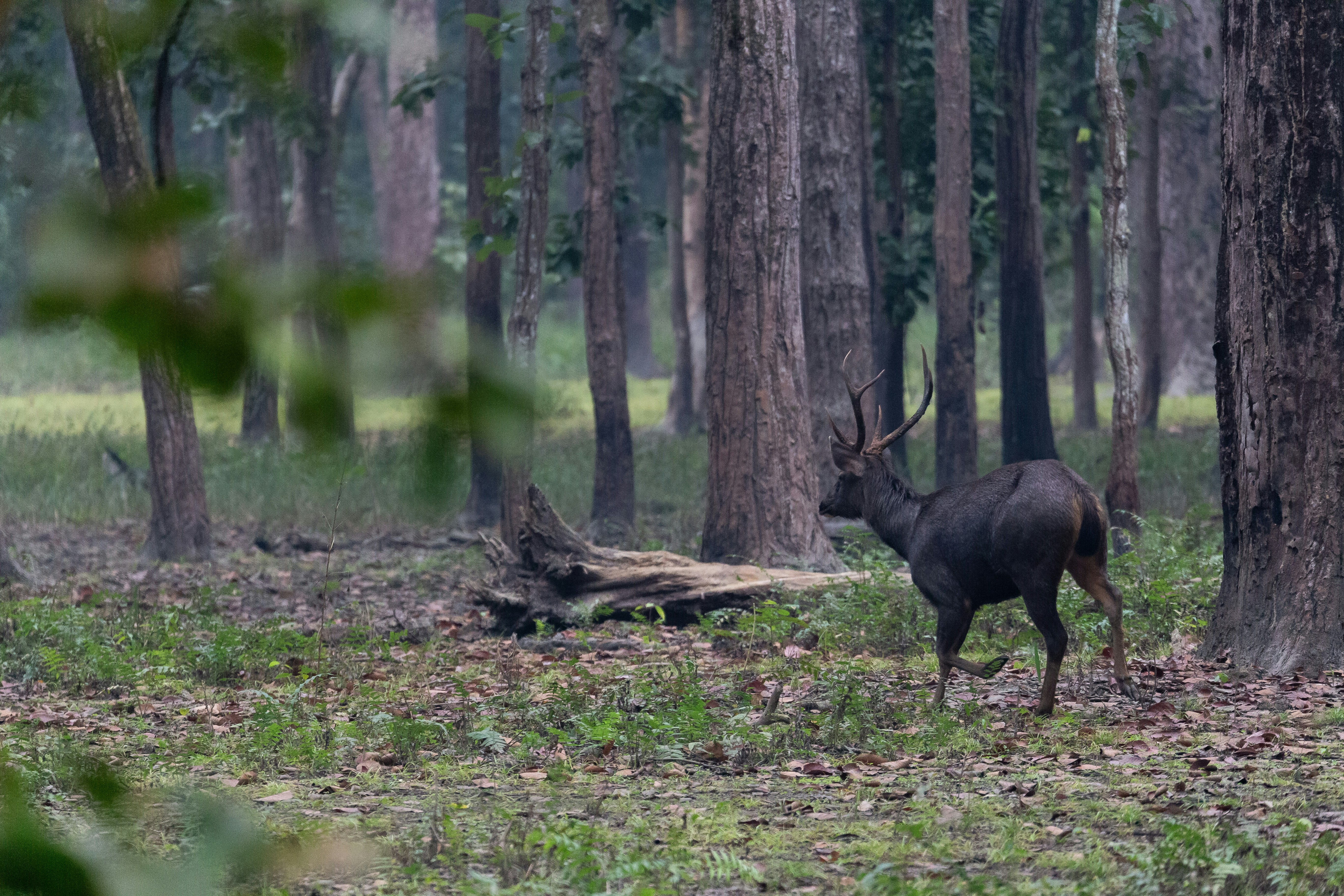Stag Amid the Pines: A Quiet Timberland Encounter