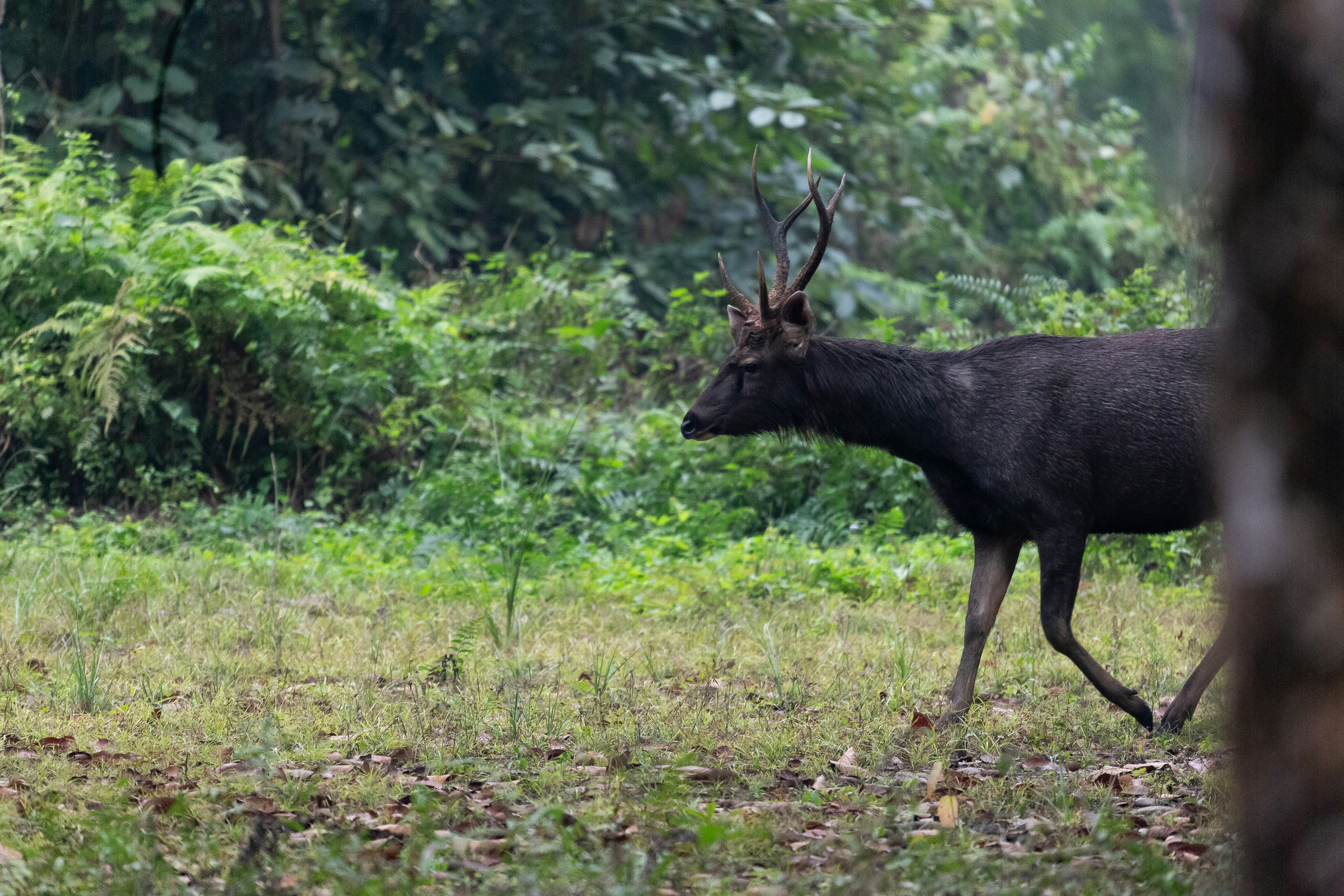 Midstride in the Fern Gap: Velvet-Antlered Deer Crossing a Sunlit Clearing