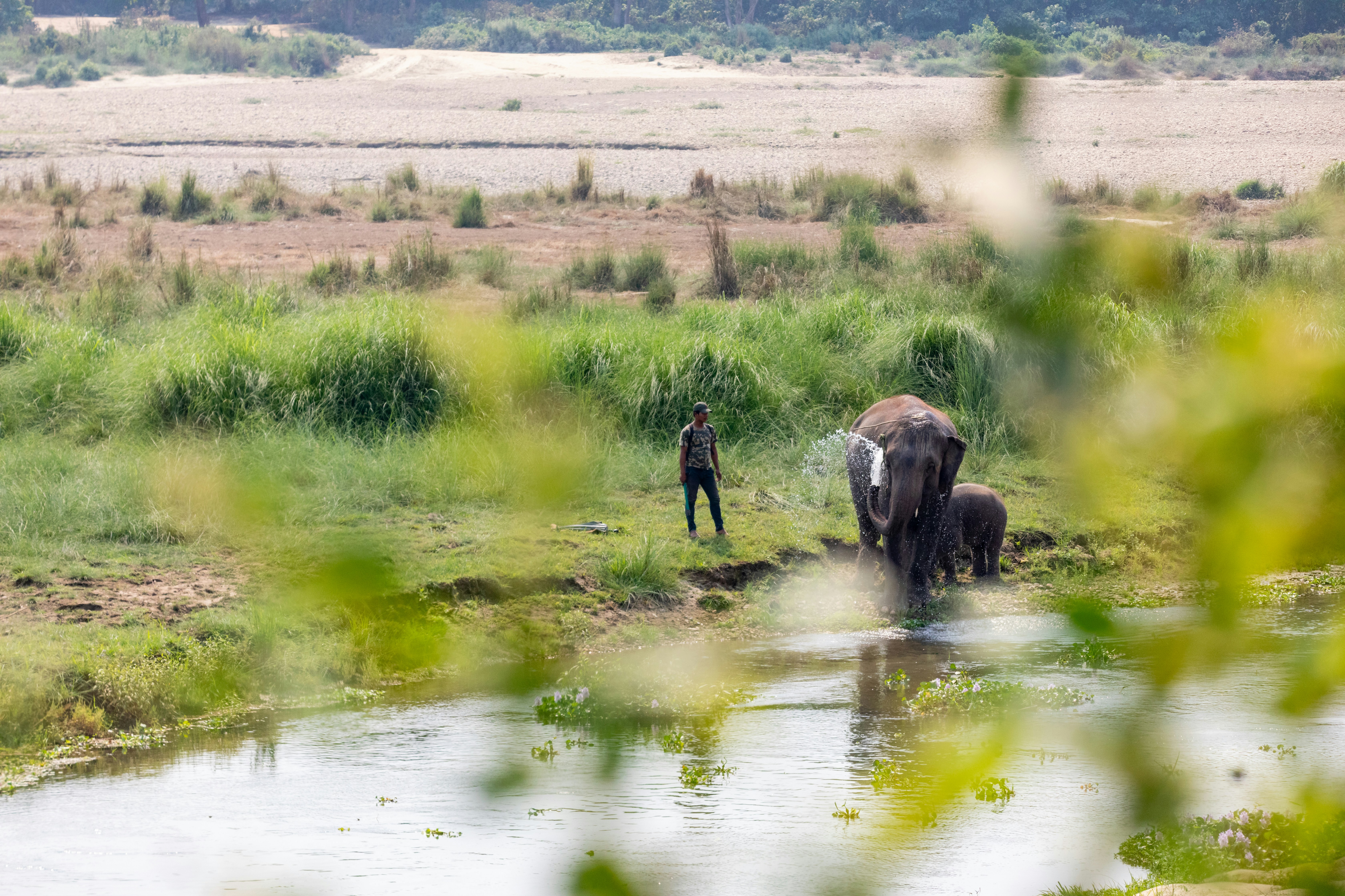 Riverbank Guardians: A Herder and Elephants Pause by the Water