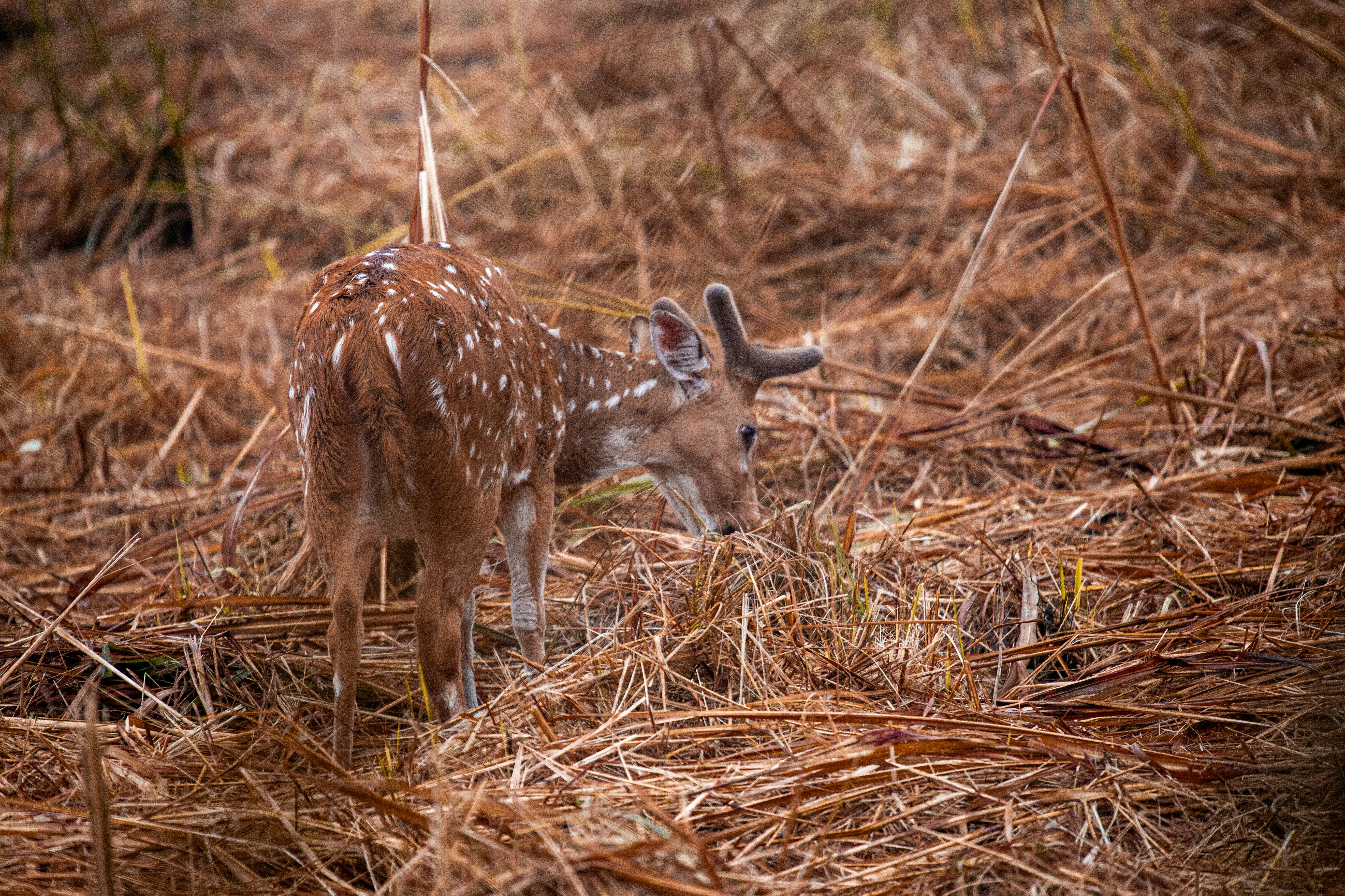 Spotted Deer Camouflaged in the Dense Thicket of Chitwan