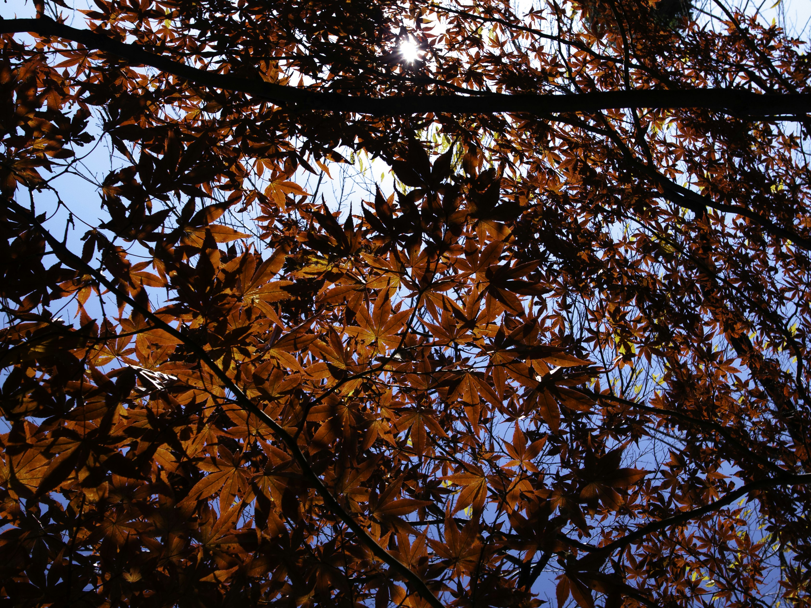 Bright red maple leaves against a blue sky. photo – Free Plant Image on ...
