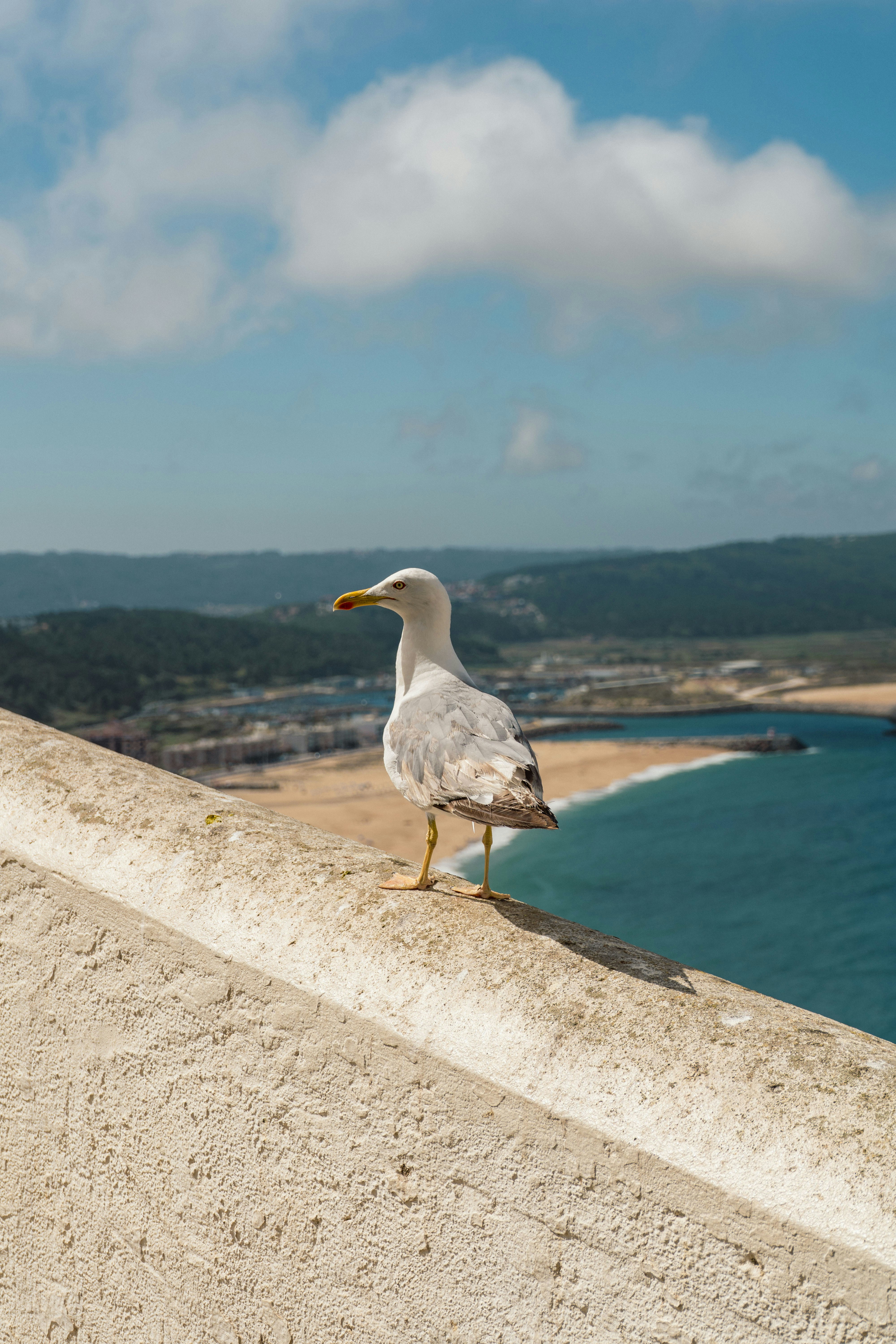 Seagull Sentinel on a Sunlit Seawall