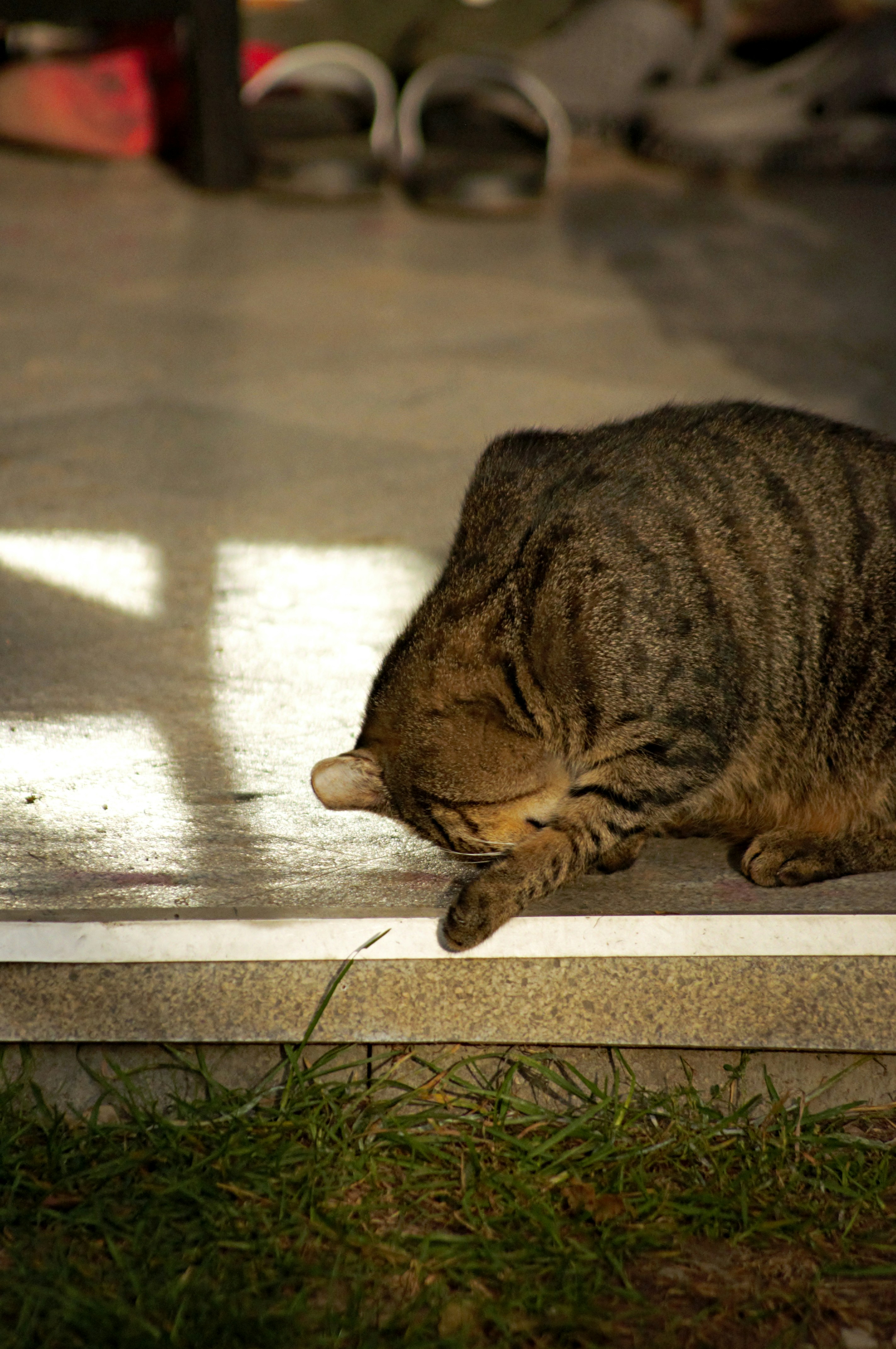 Nap on the Threshold: A Tabby Finds Comfort on a Concrete Step