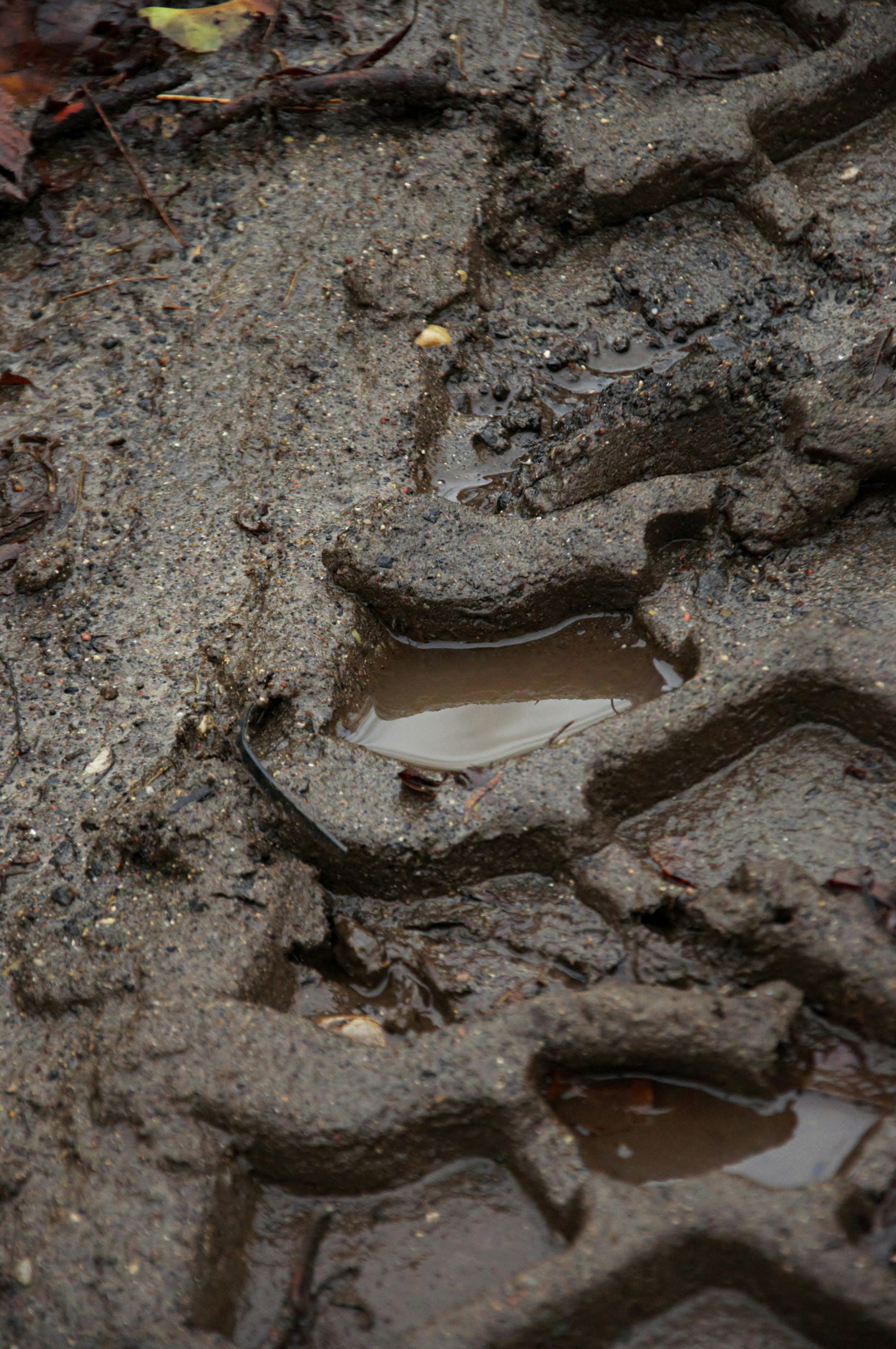 Close-up of dark, wet mud showing tire-tread impressions and shallow puddles.