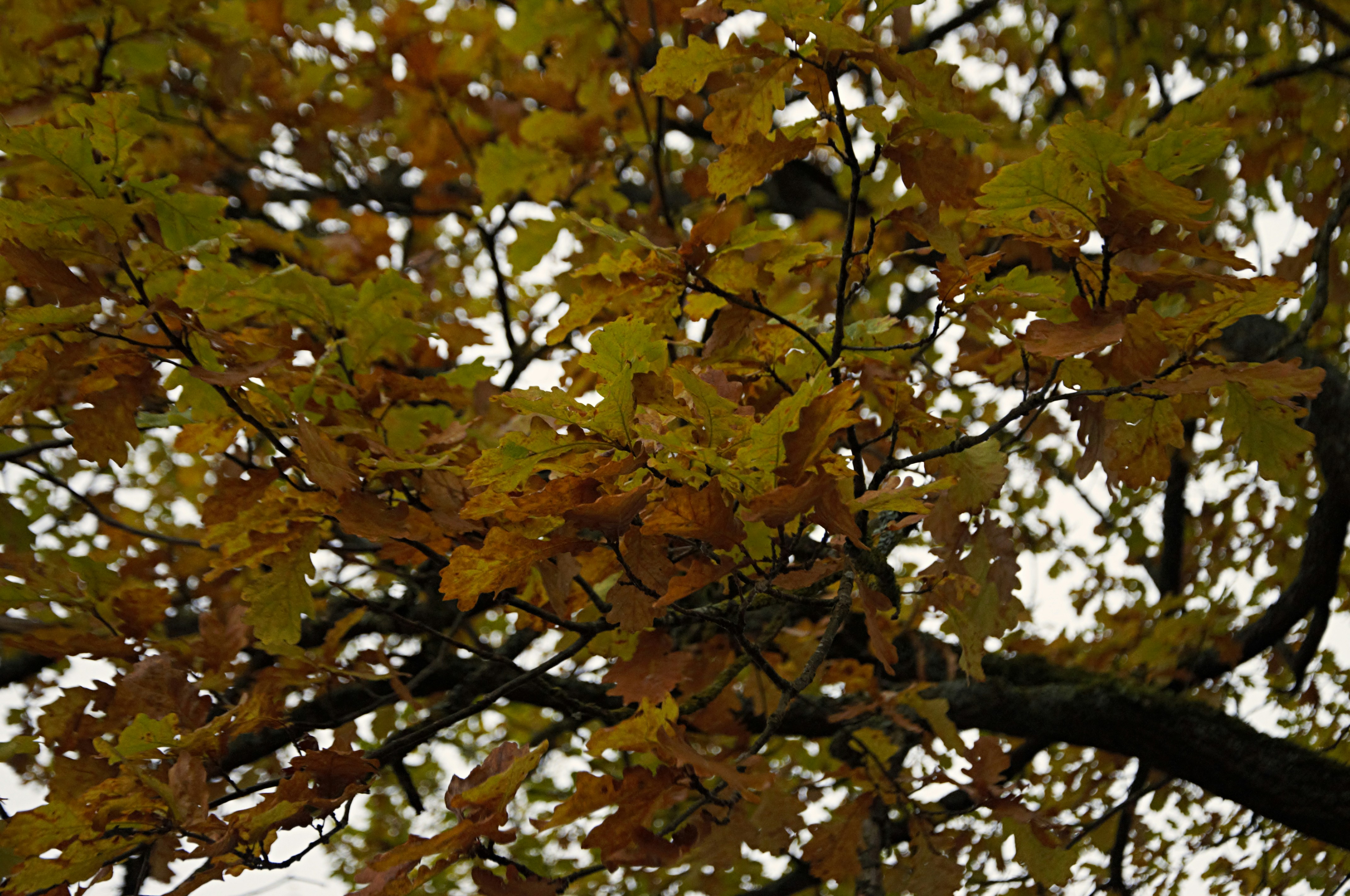 Photo by KiwioSekla with Nikon D5000