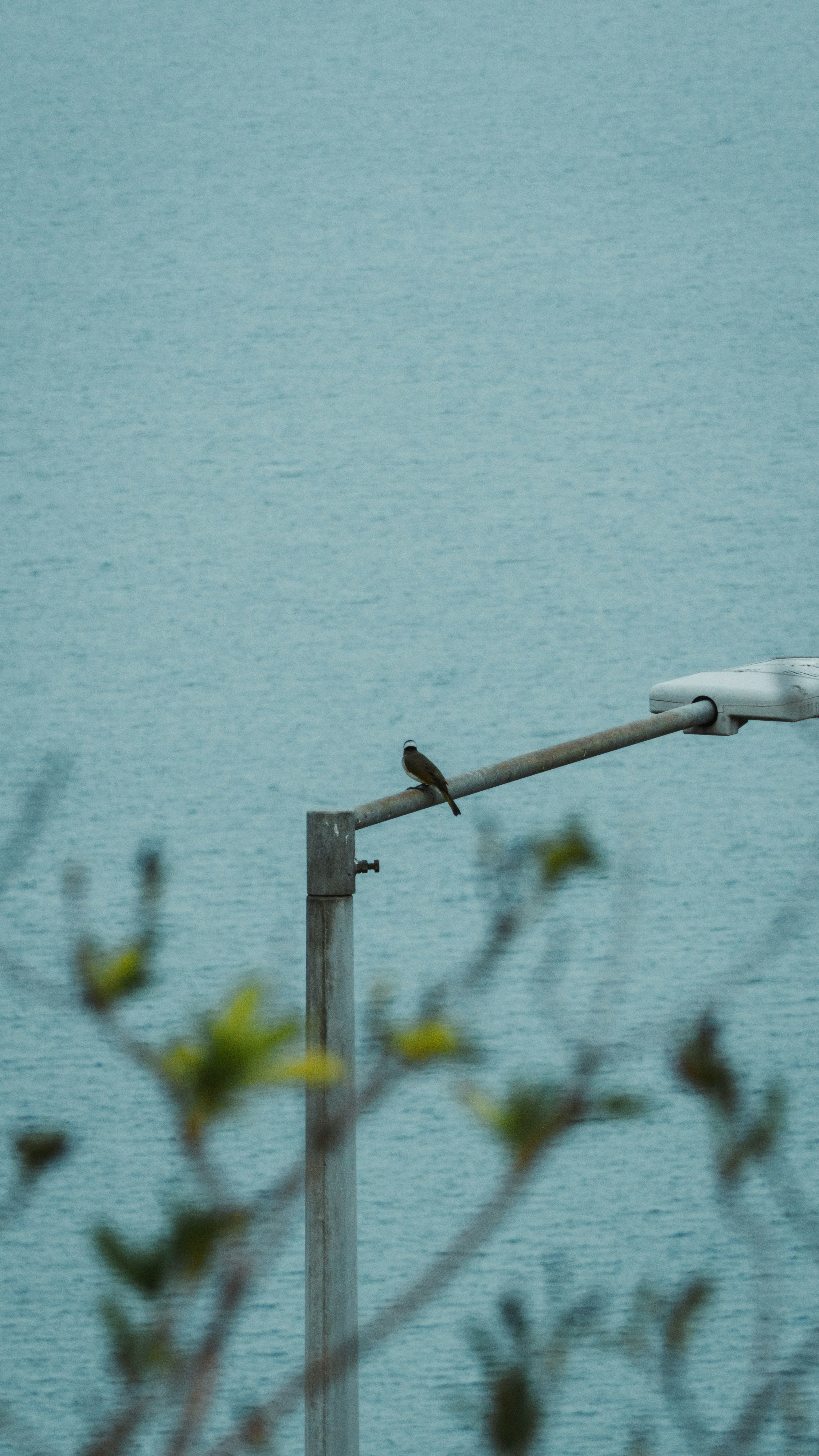 Azure Quiet: A Small Bird Perches on a Metal Arm Above Calm Water