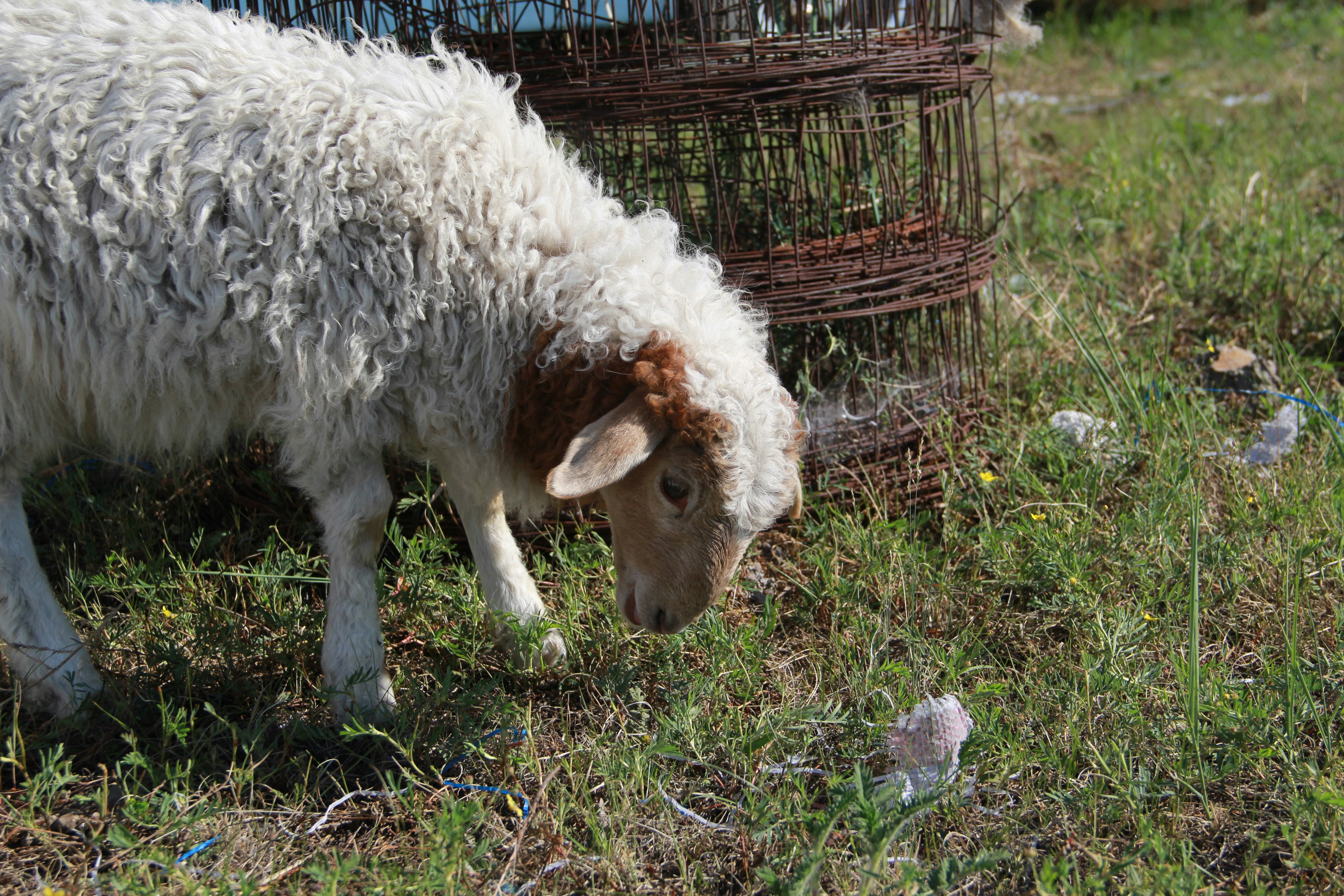 Photographed on June 20, 2018.A trip to Inner Mongolia