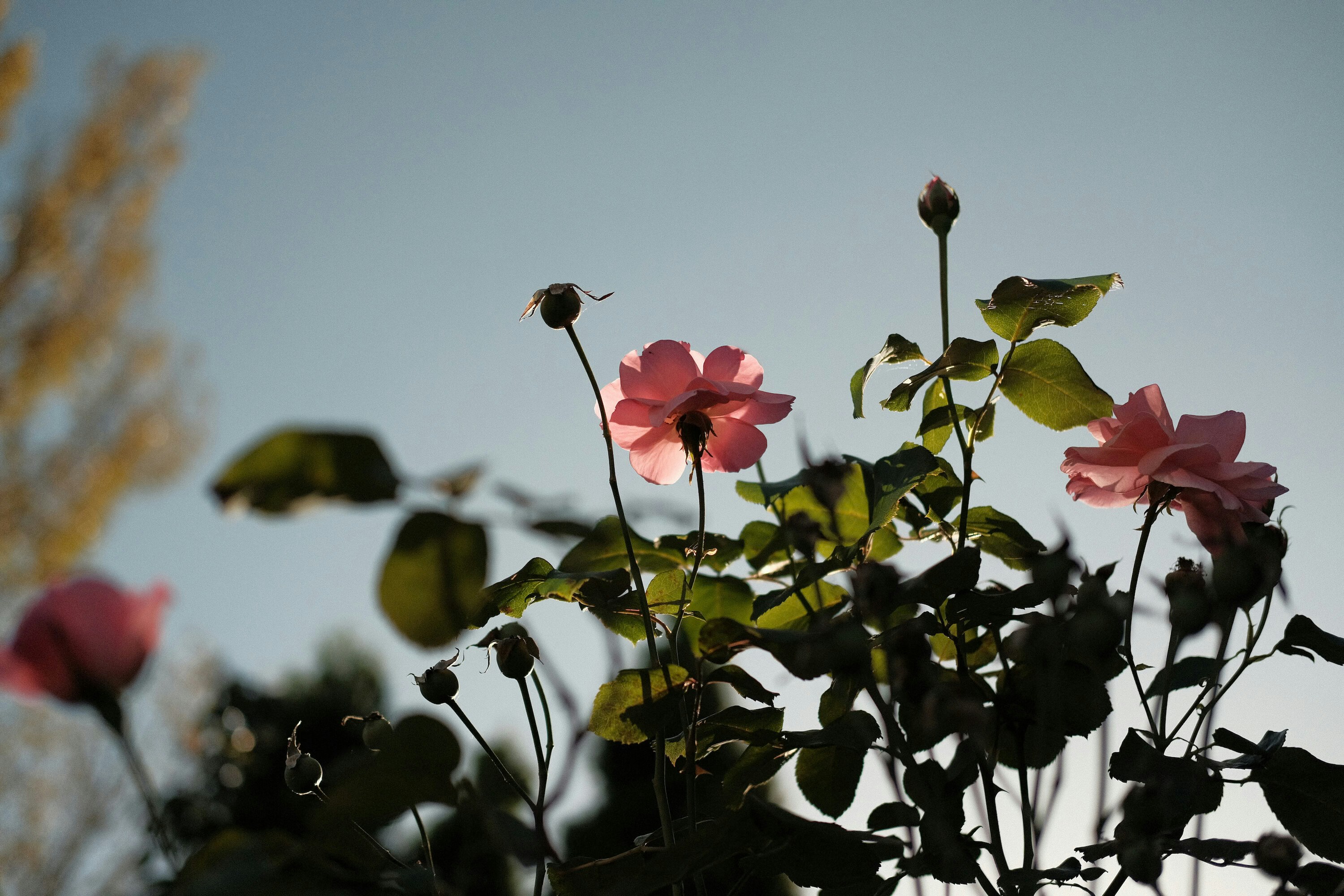 Backlit Rosette: A Pink Rose Against a Cobalt Sky