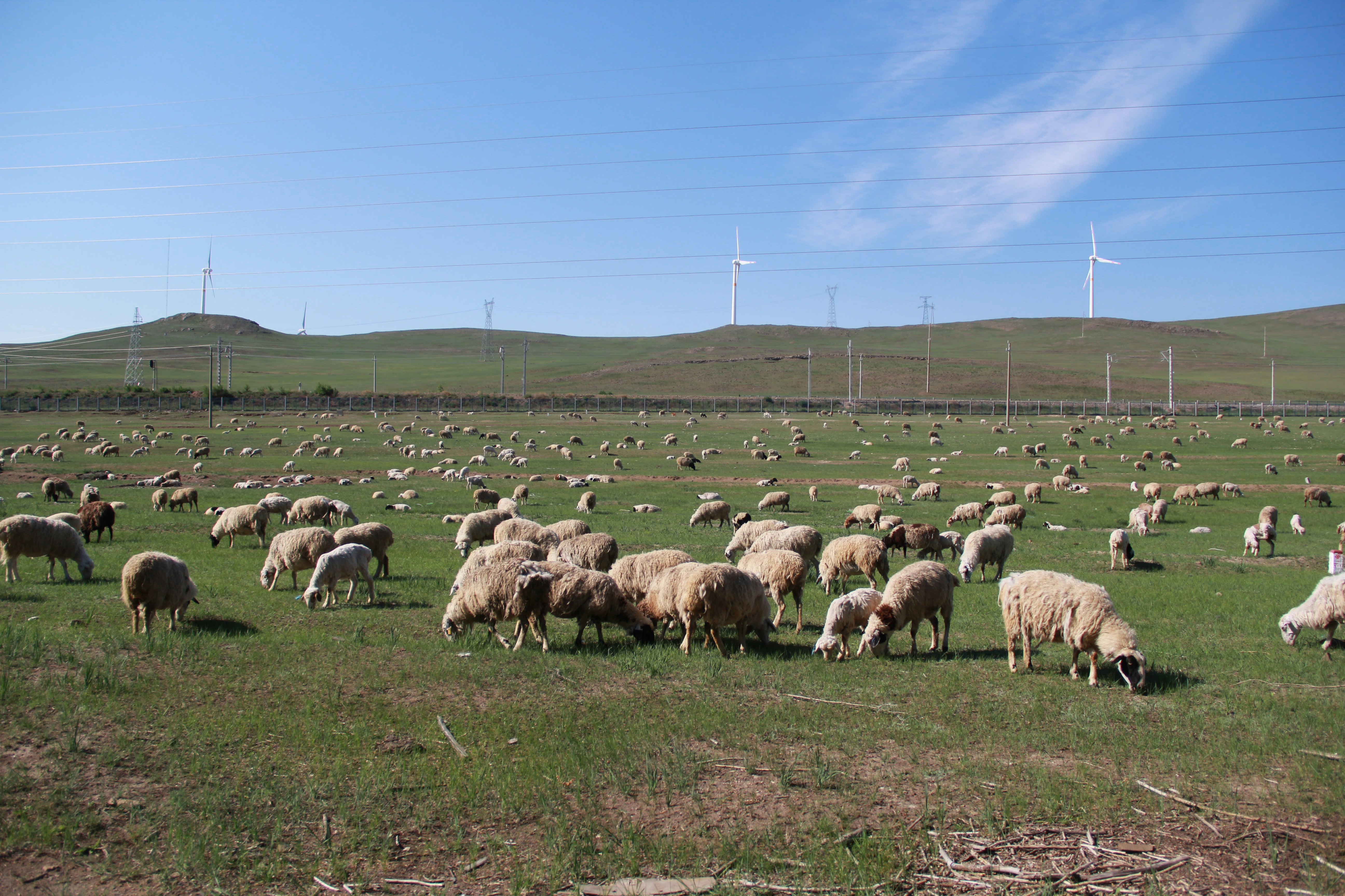 Horizon of Wool and Wind