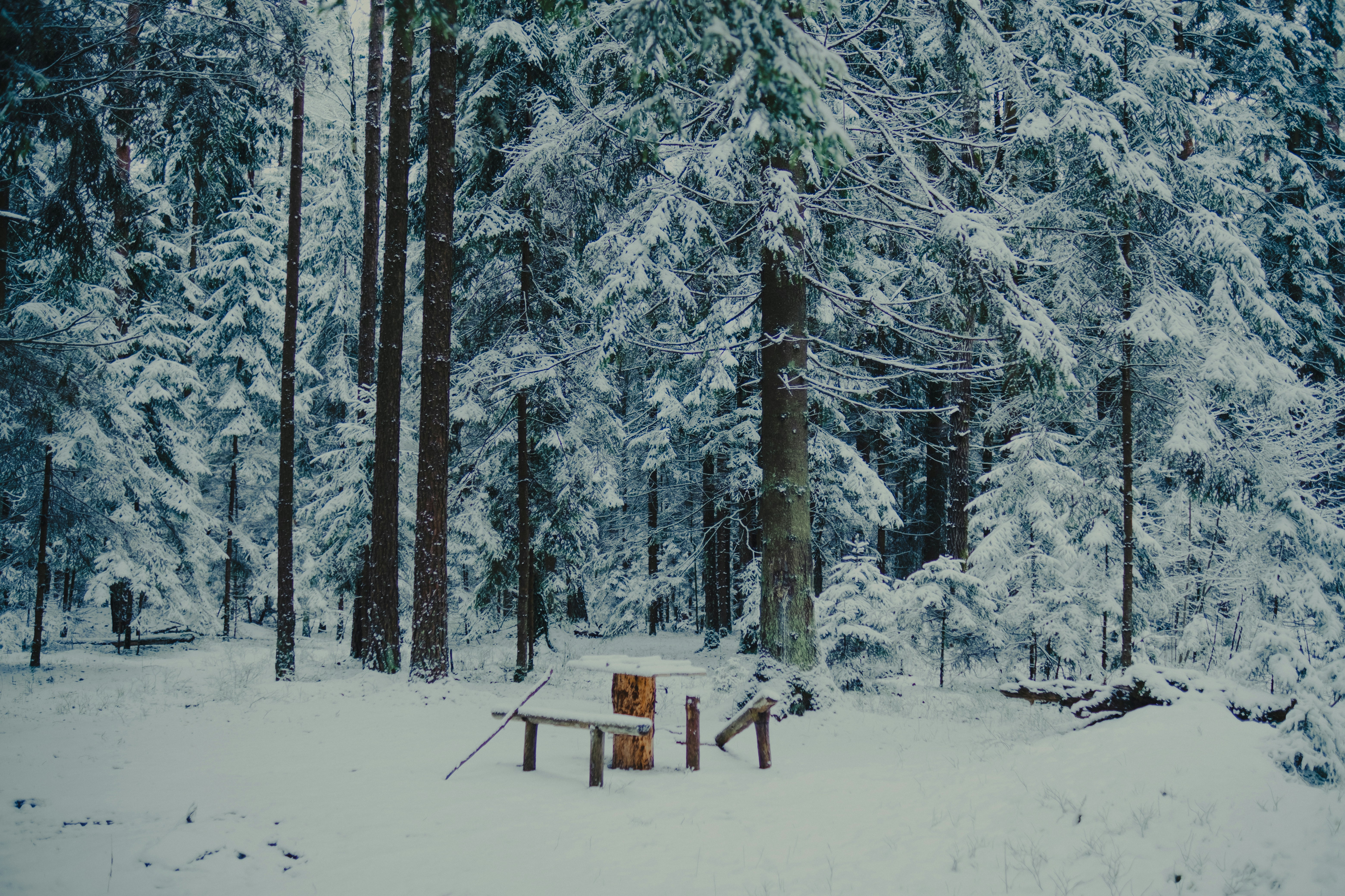 Frost-Quiet Bench in a Snow-Wrapped Forest